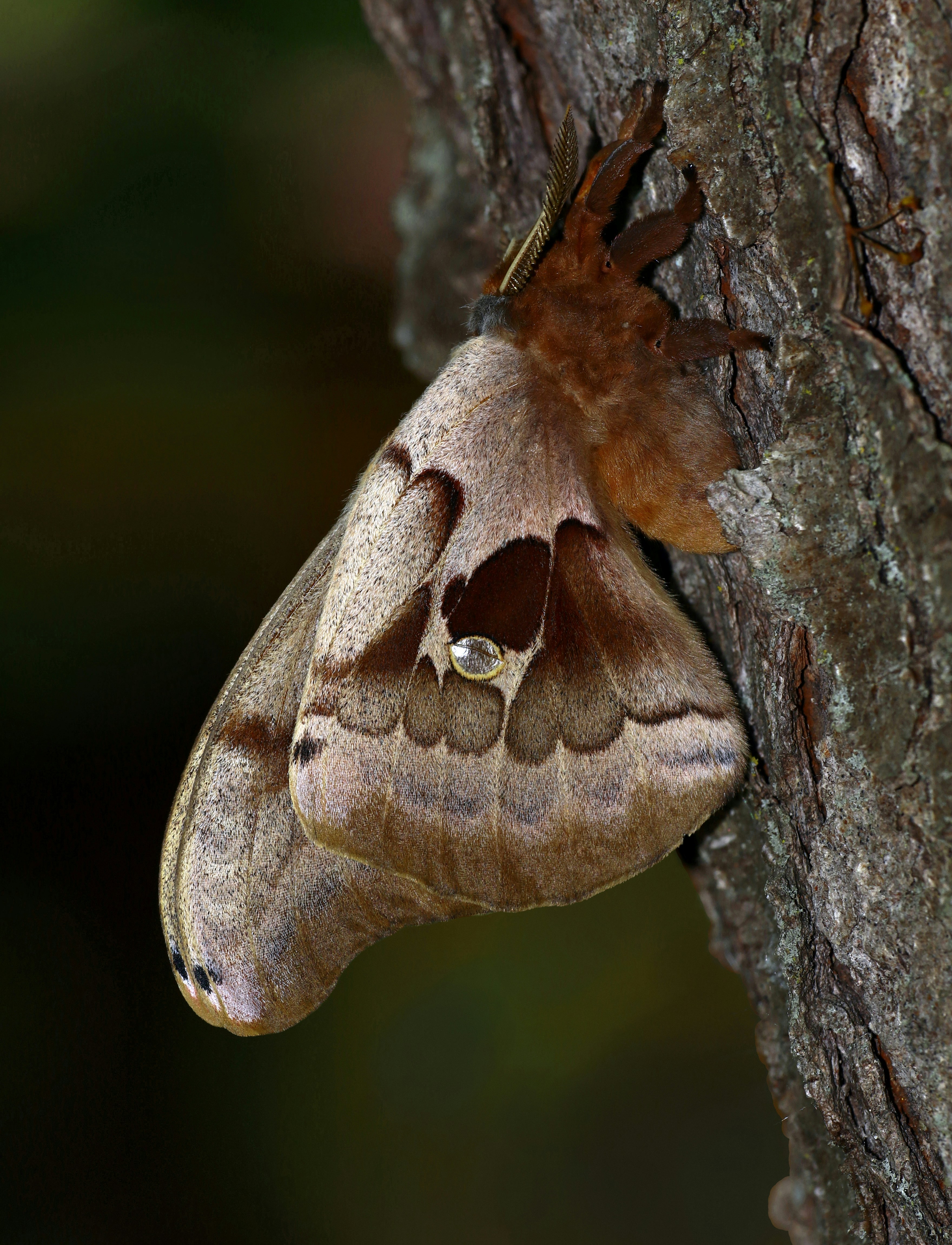 Polyphemus moth (Antheraea polyphemus) Ice Age National Scientific Reserve Unit, Baraboo, WI, USA taken: 6/13/2019, image no: _F2A5517aaa2 | A large brown moth rests on a tree trunk.