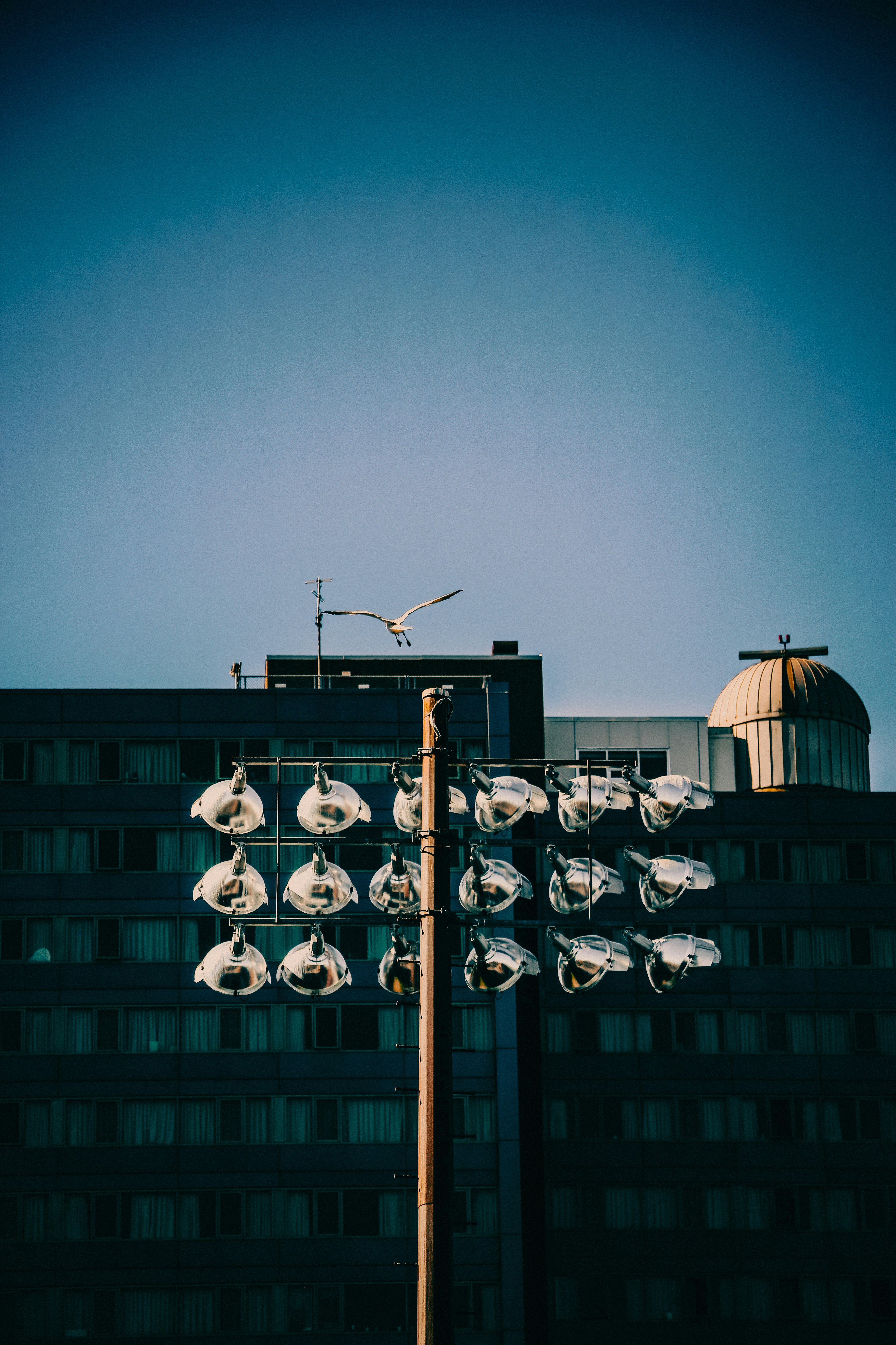 Architecture | Stadium lights with a seagull flying by