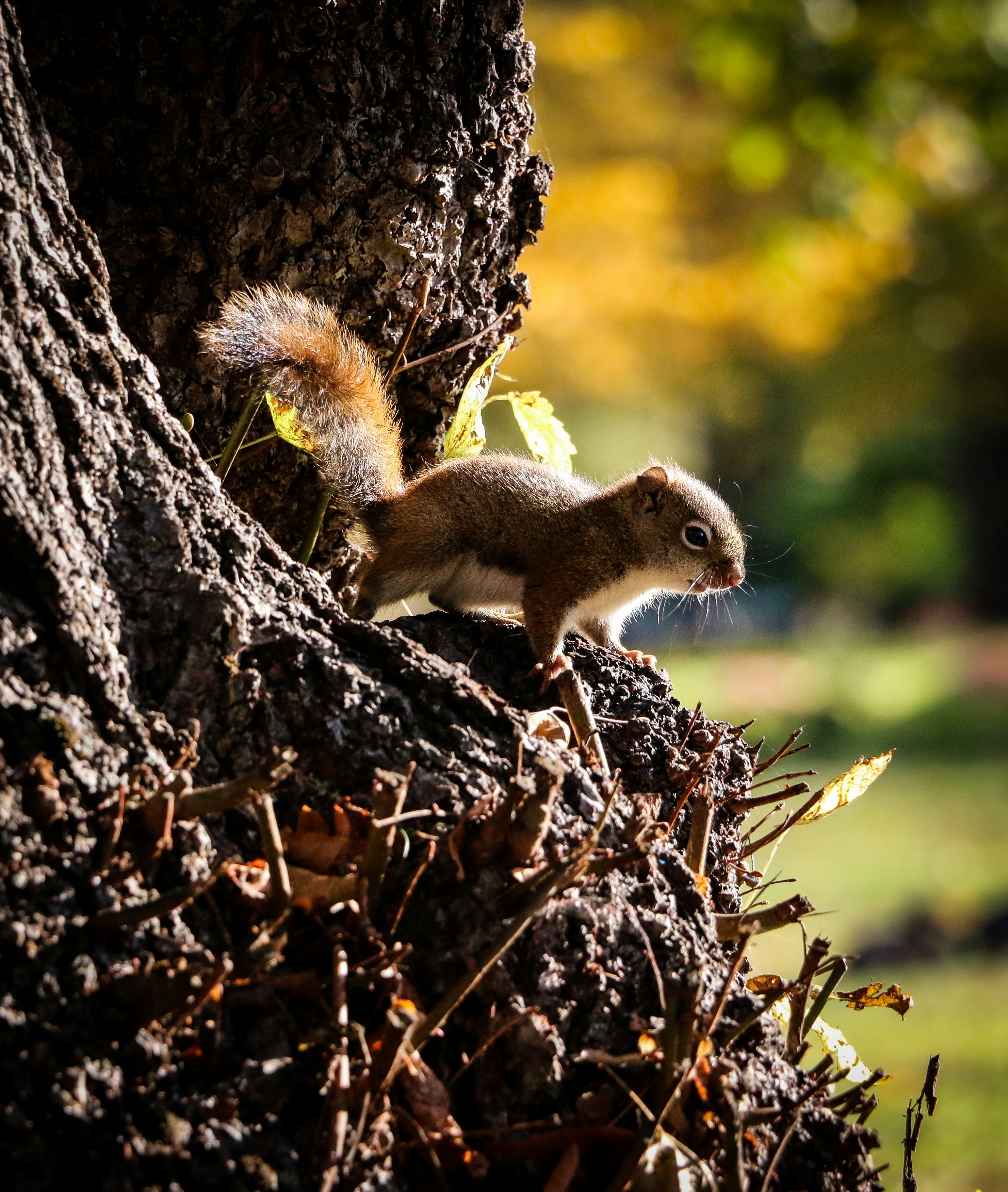 Whiskers Amongst the Leaves