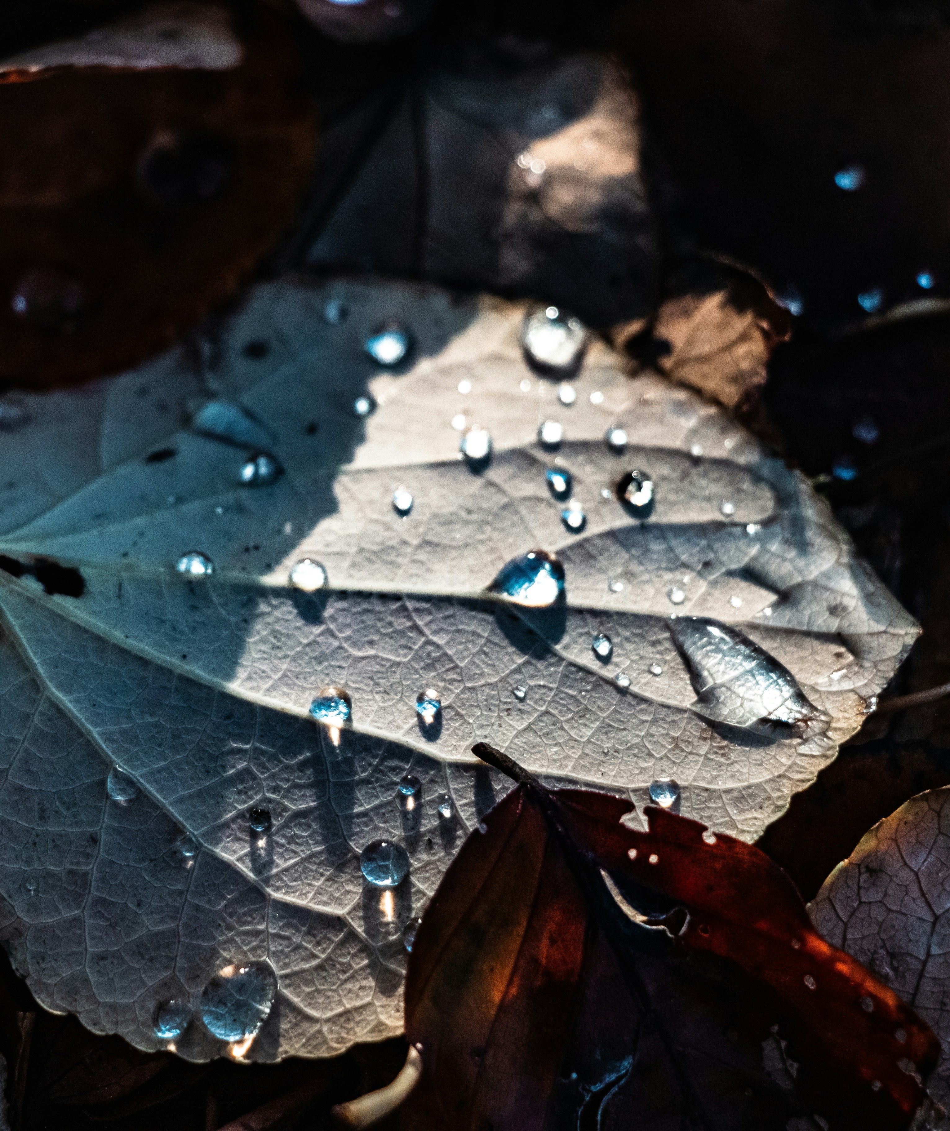 Leaves Drops | Water droplets on a dry leaf in sunlight