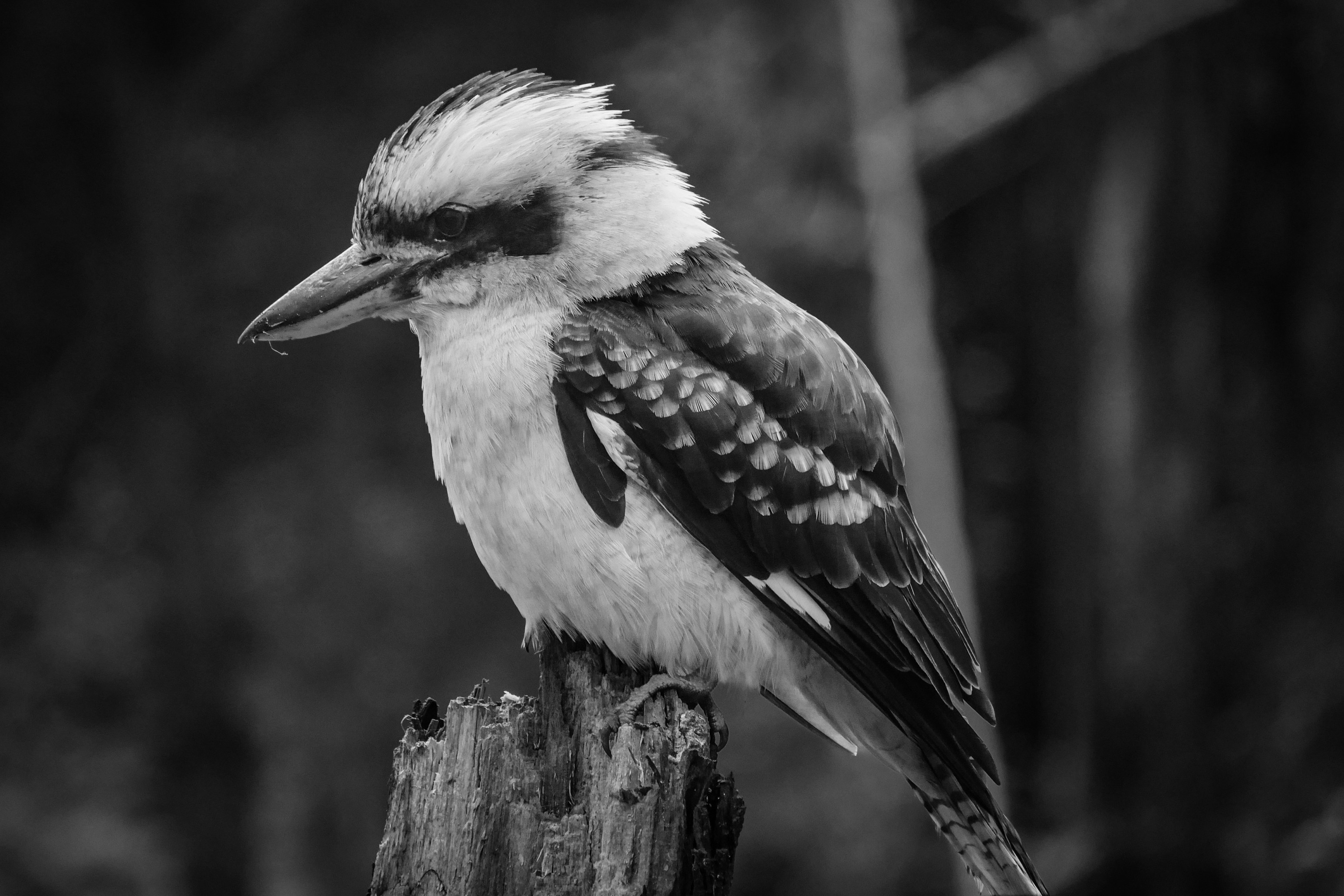 Kookaburra perched on a wooden post