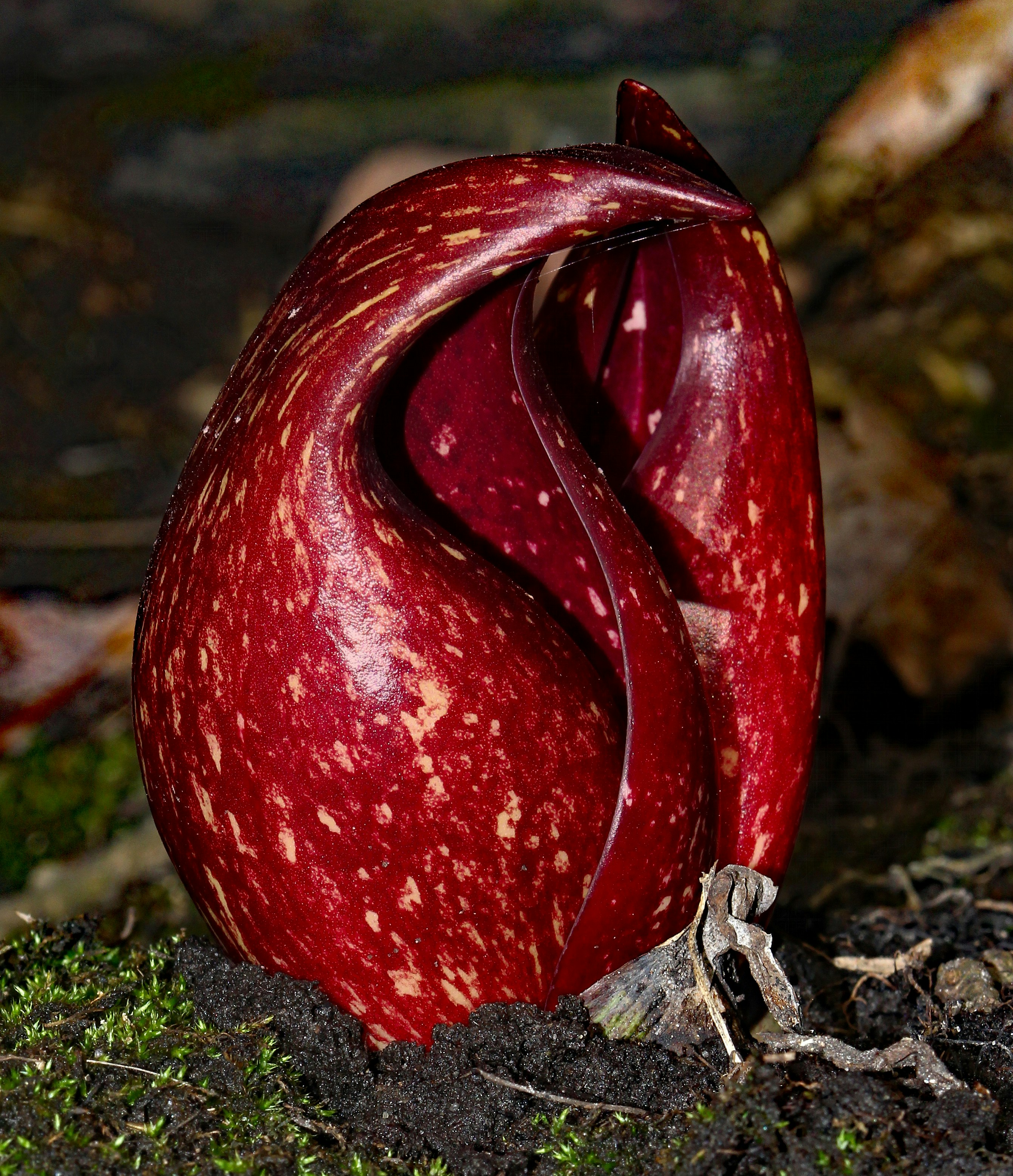 Nature's Curved Elegance