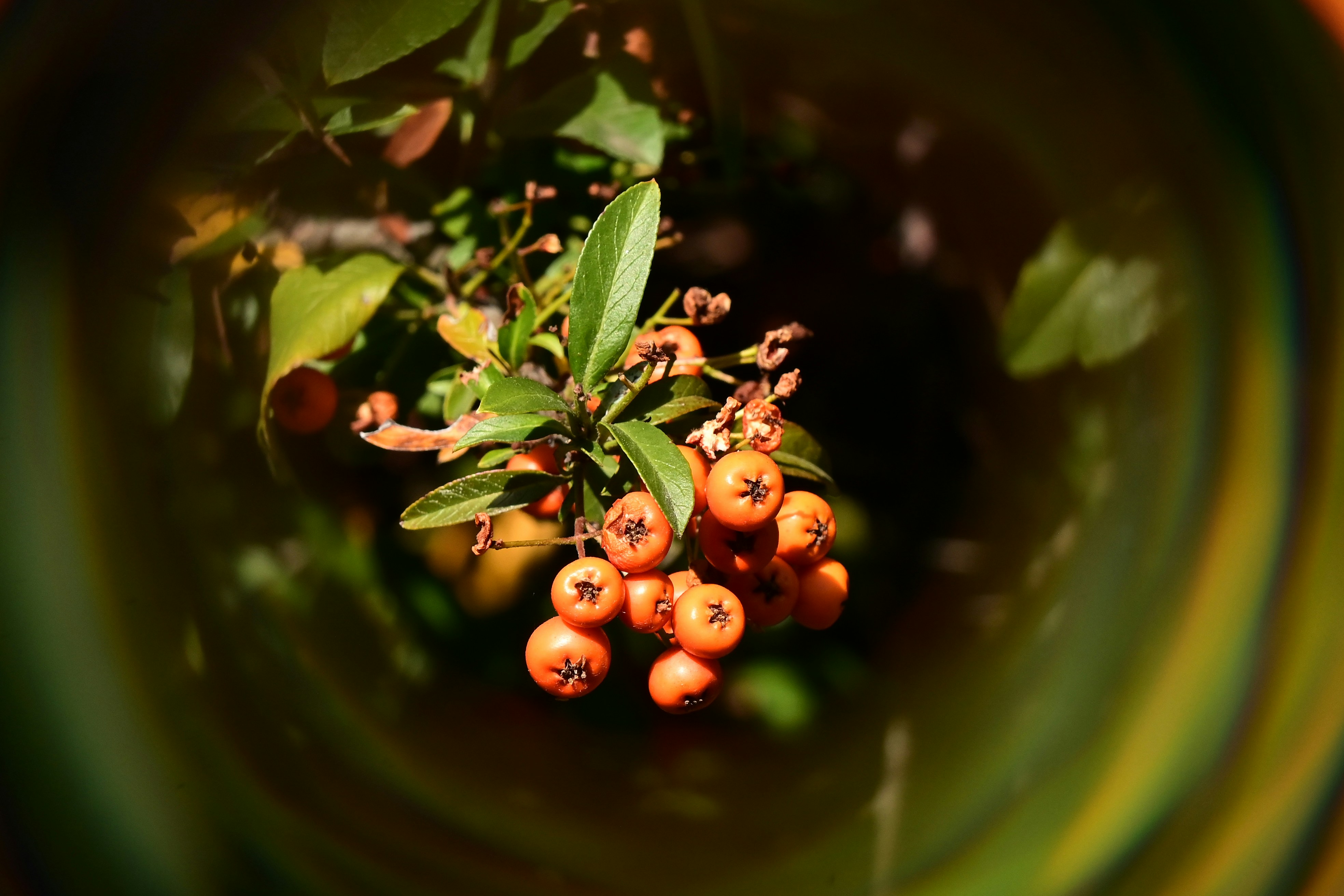 Fruits of the Sun: Nature's Golden Orbs
