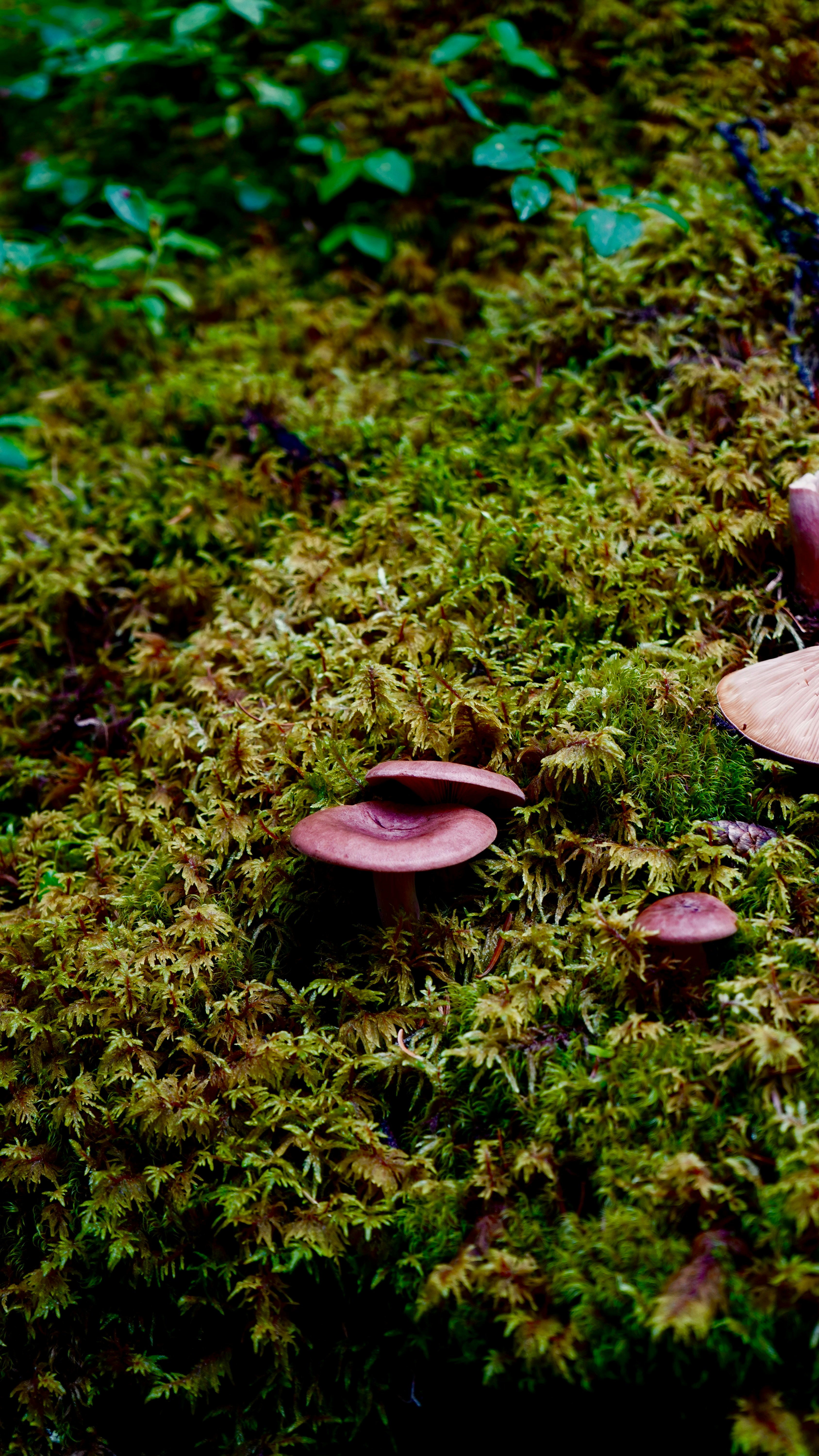 Whispers of the Forest Floor