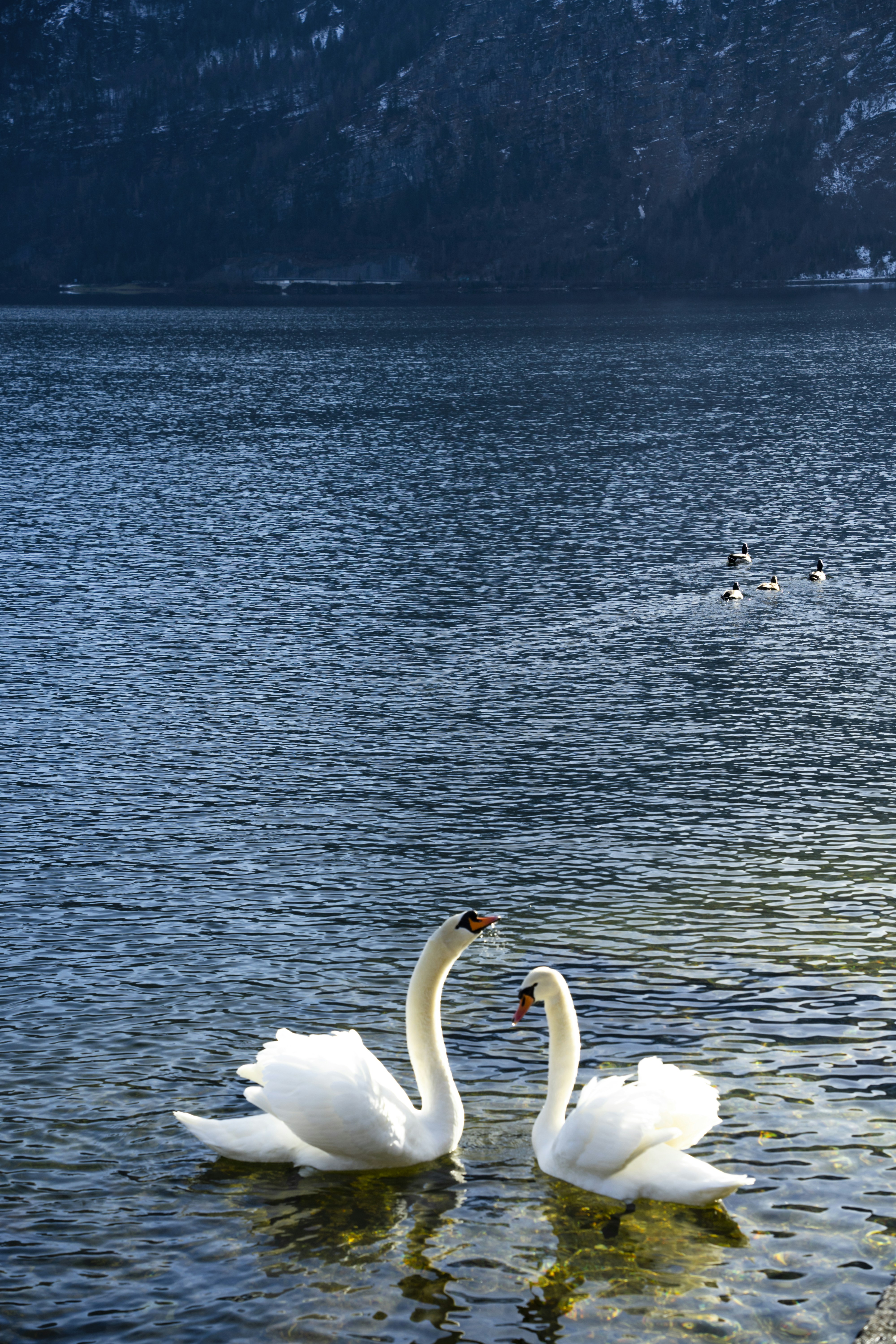 Two white swans swimming on a lake