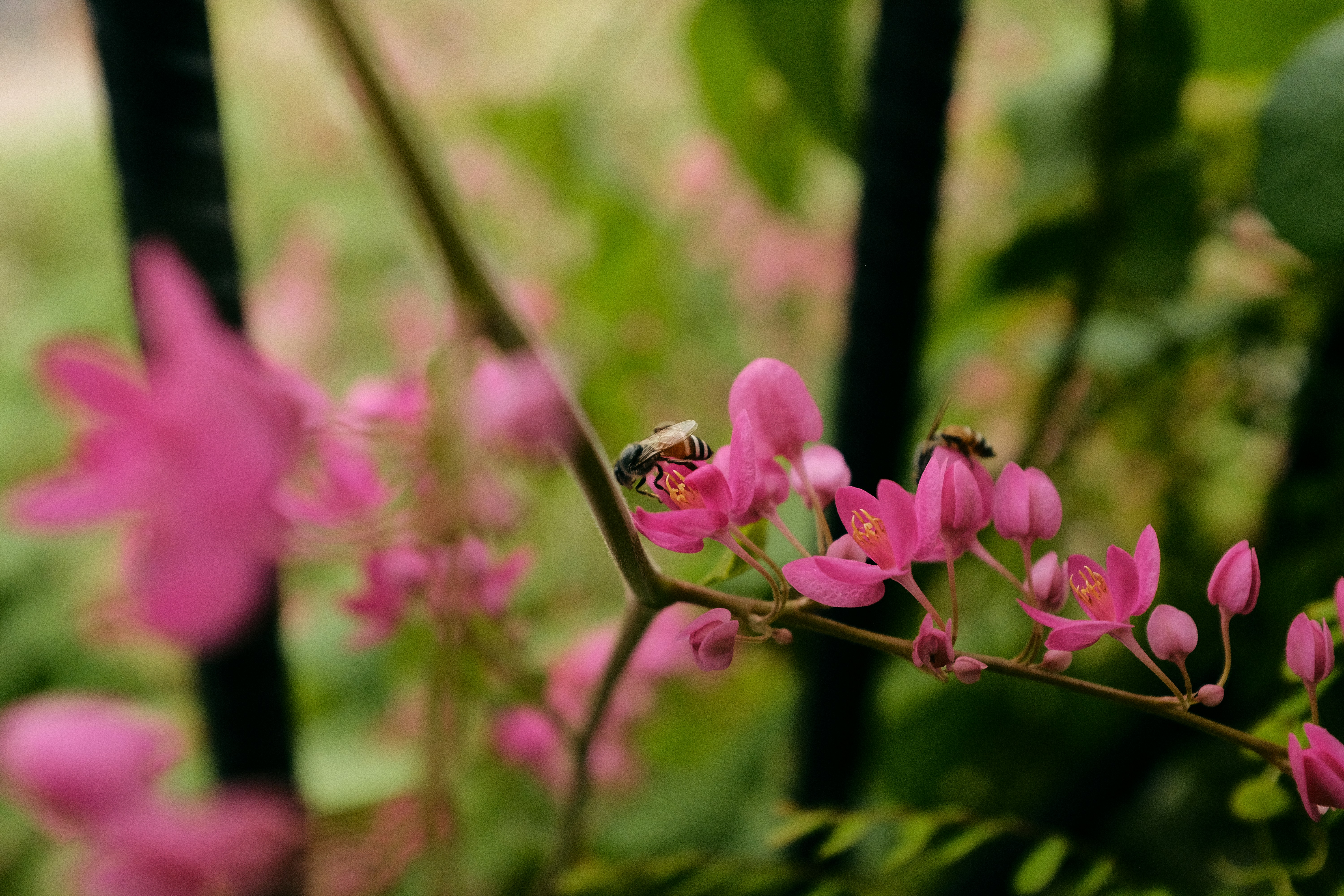 Two bees on pink coral vine flowers