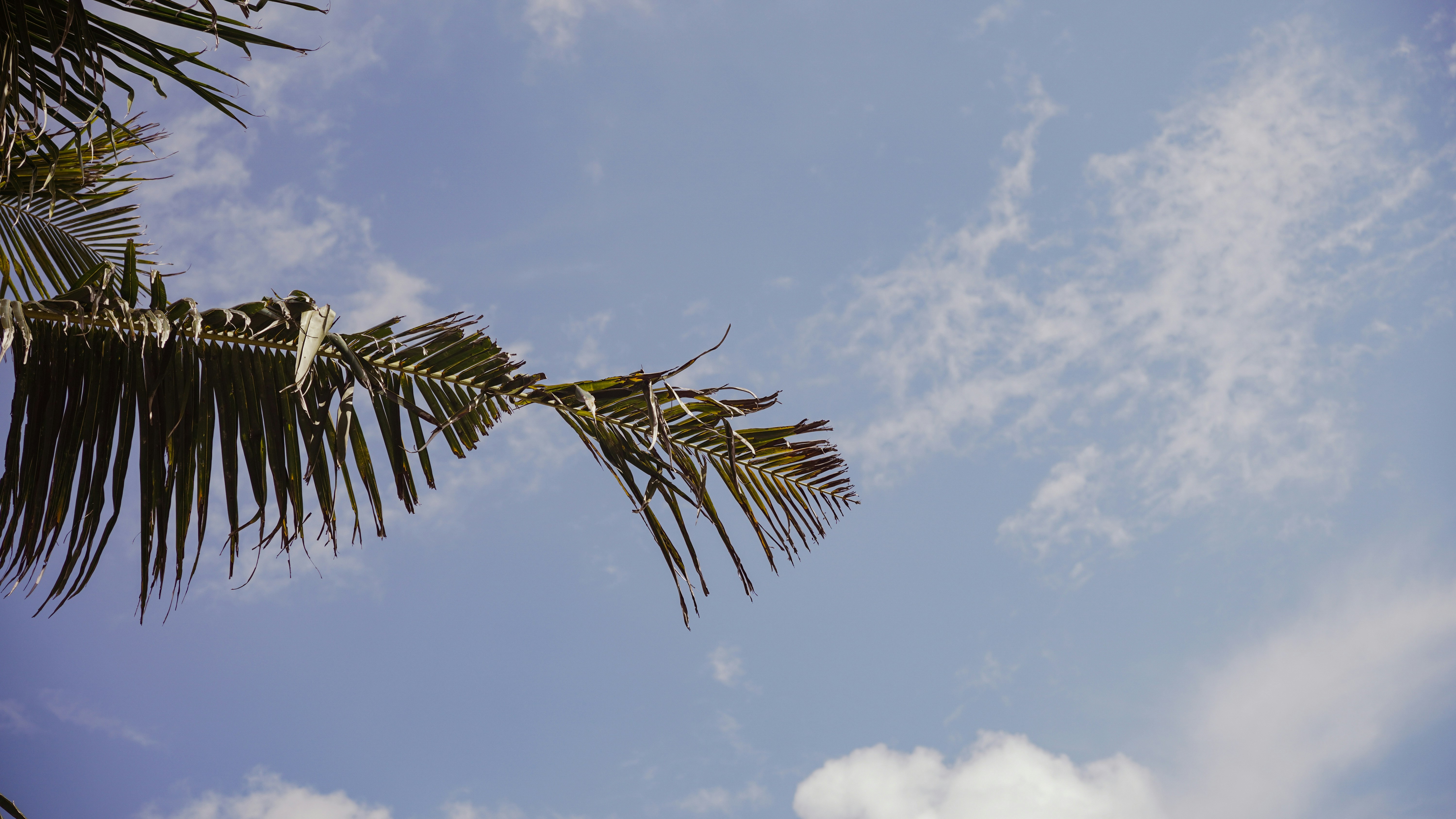Palm fronds against a bright blue sky