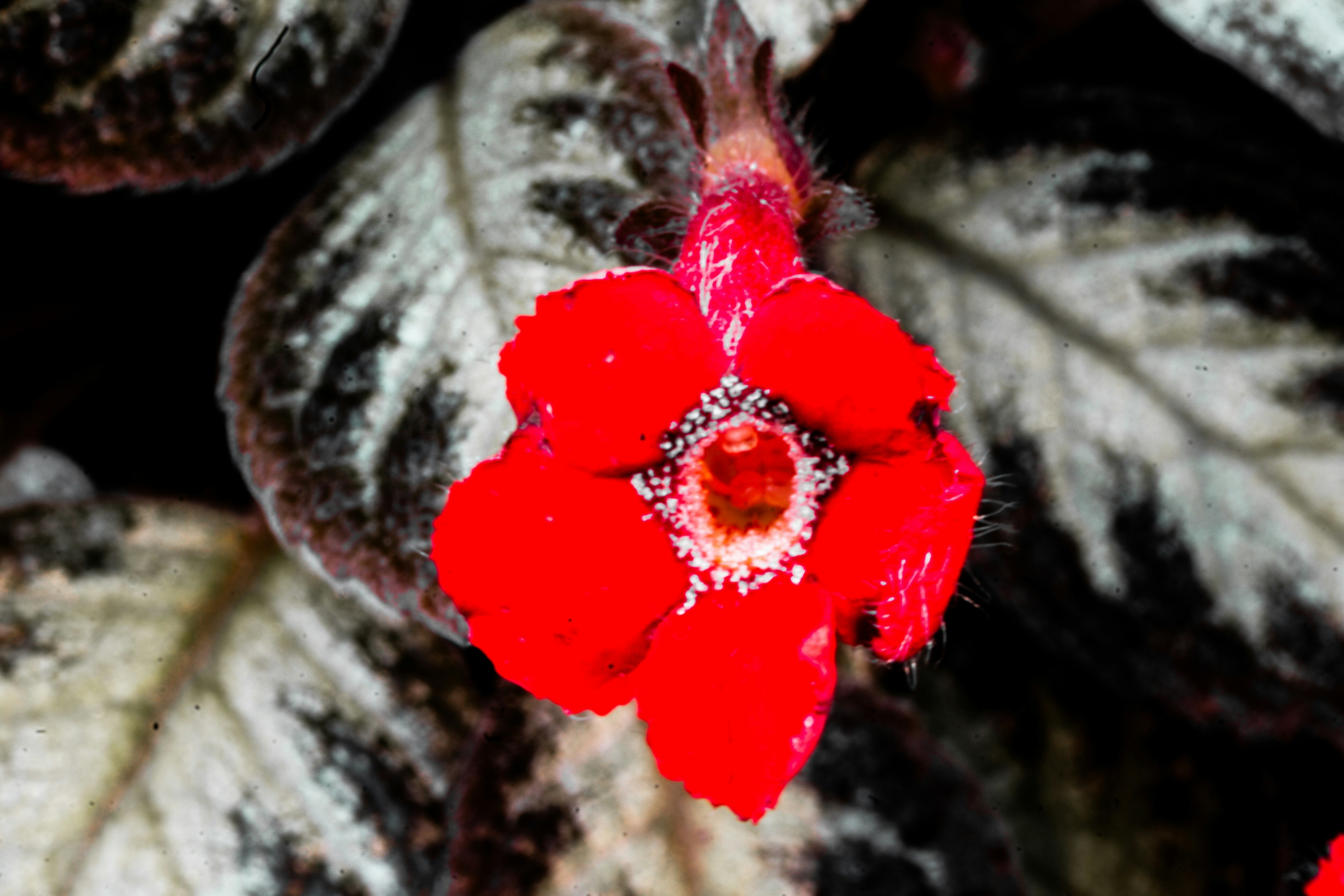 Vibrant Bloom Amidst Subtle Shadows