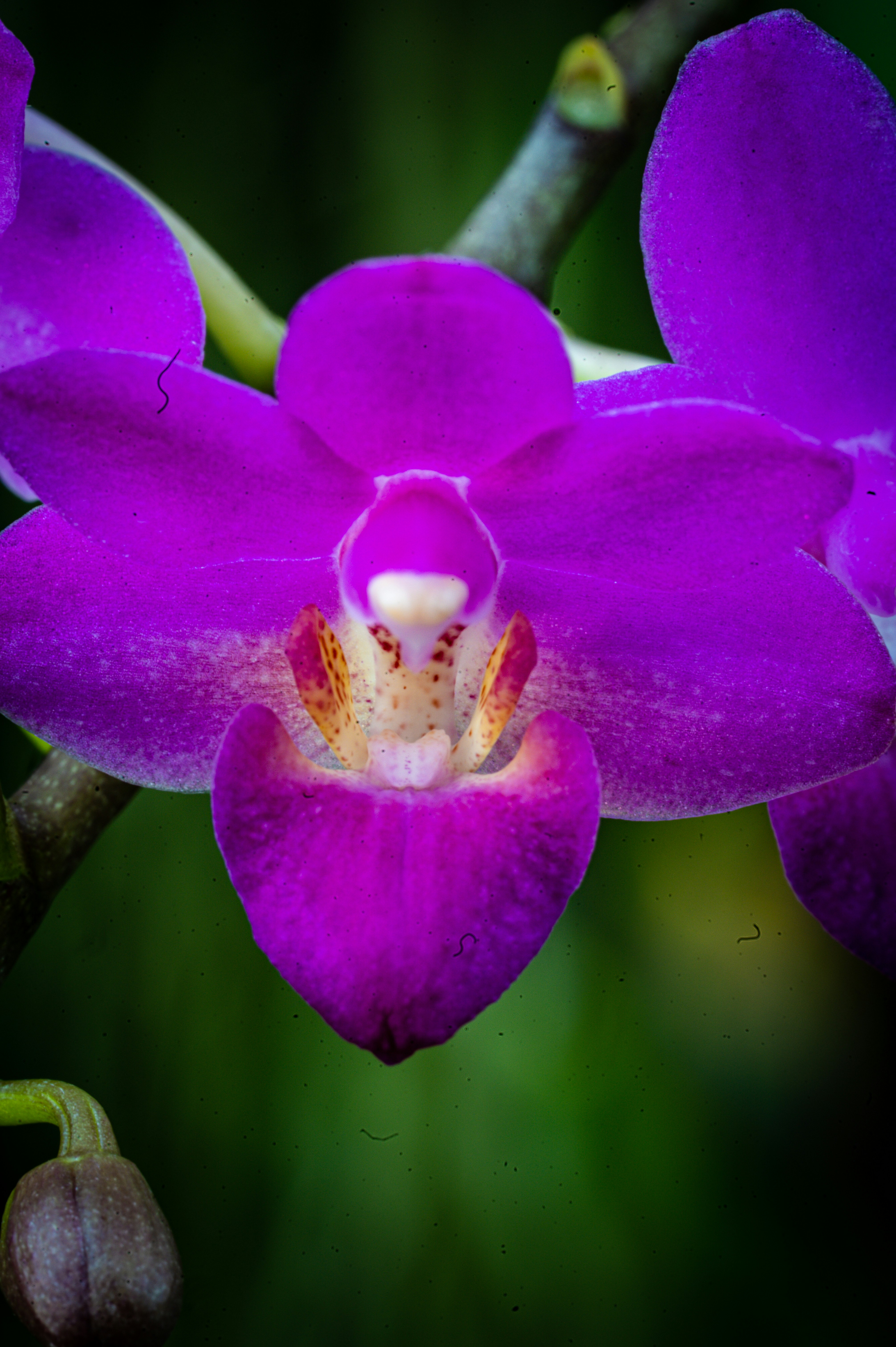 Orchid Elegance: Nature's Intricate Design