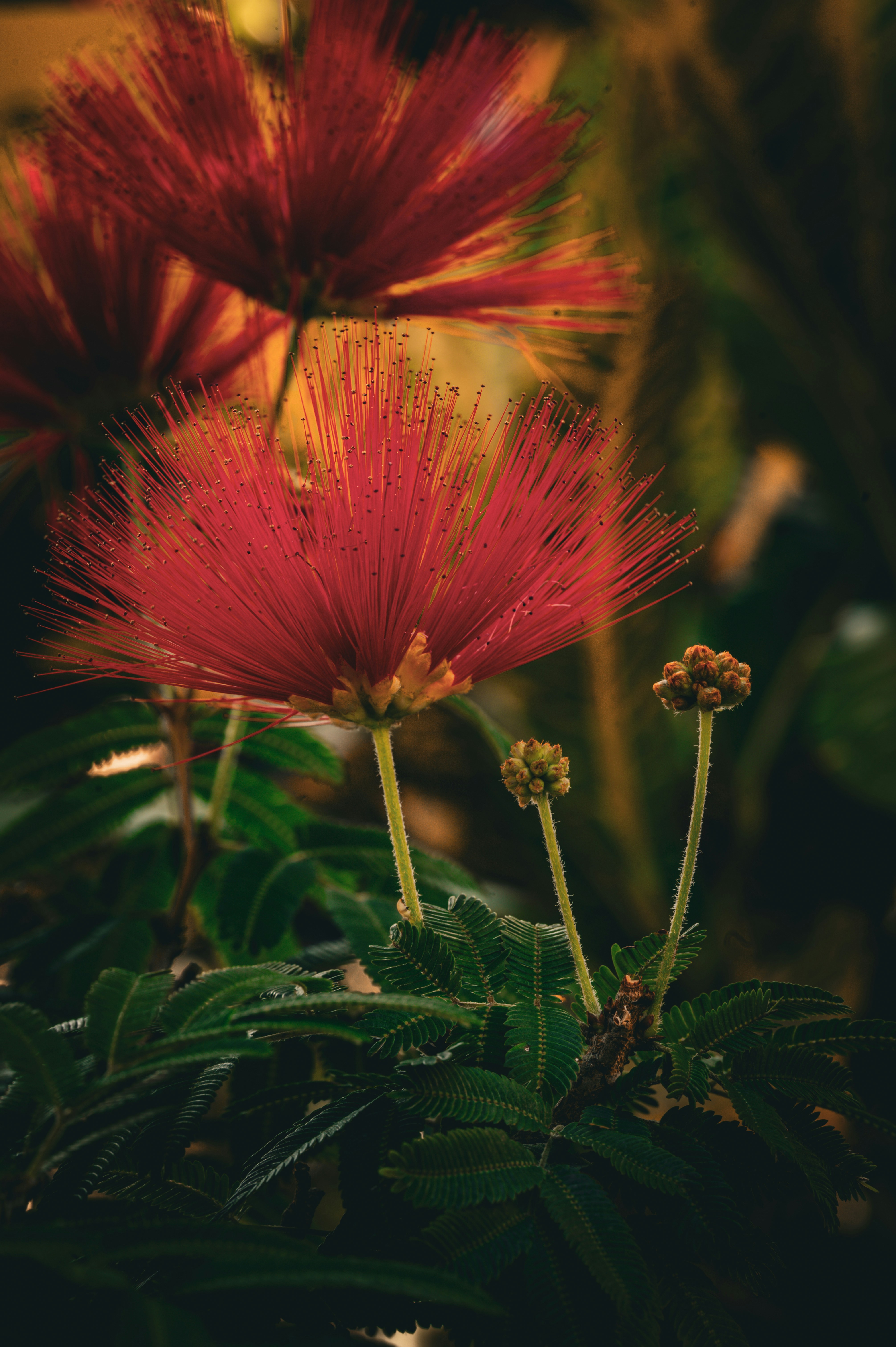 Red powder puff flowers bloom on green leaves.