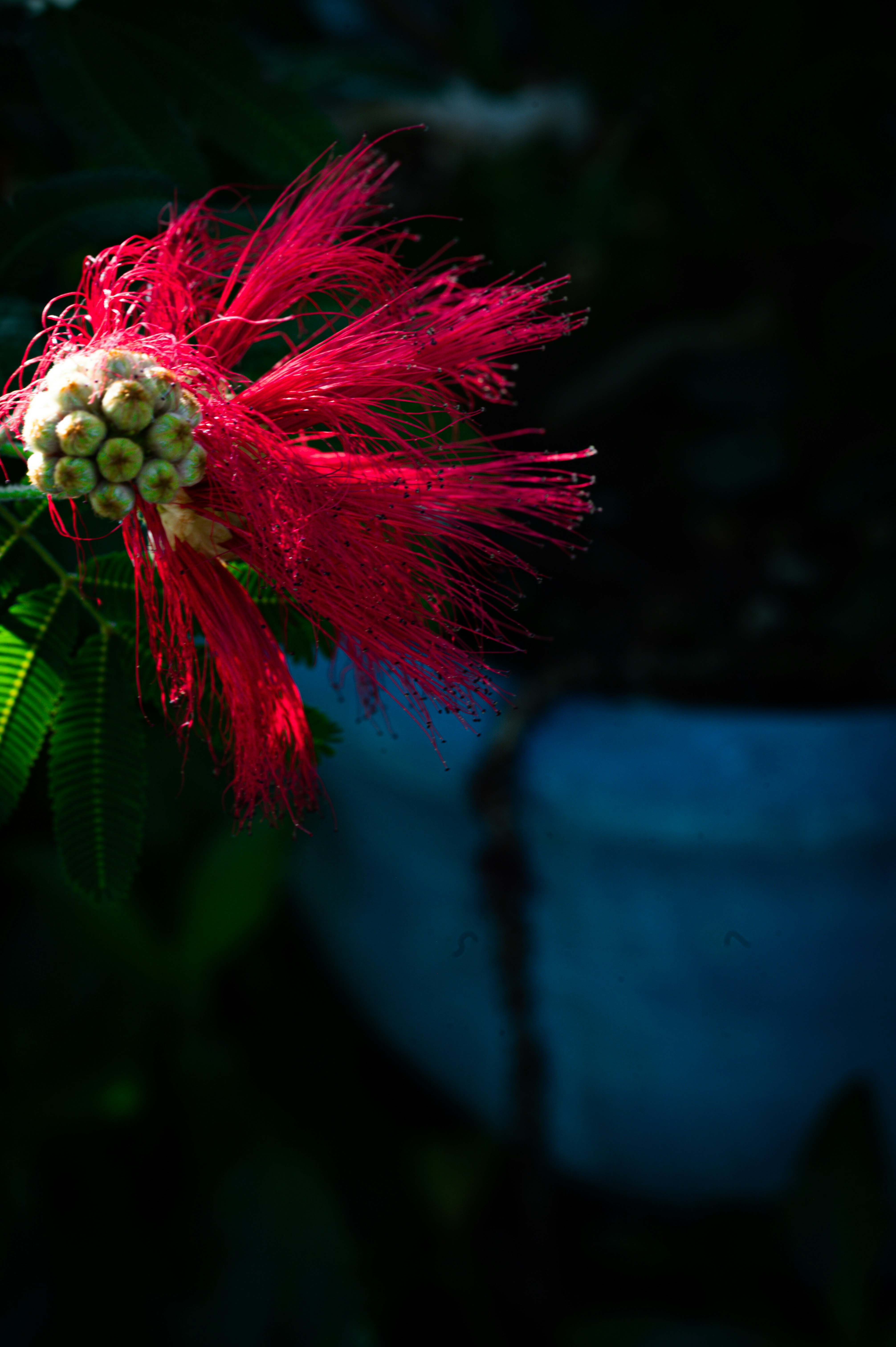 Fiery Whispers of Nature