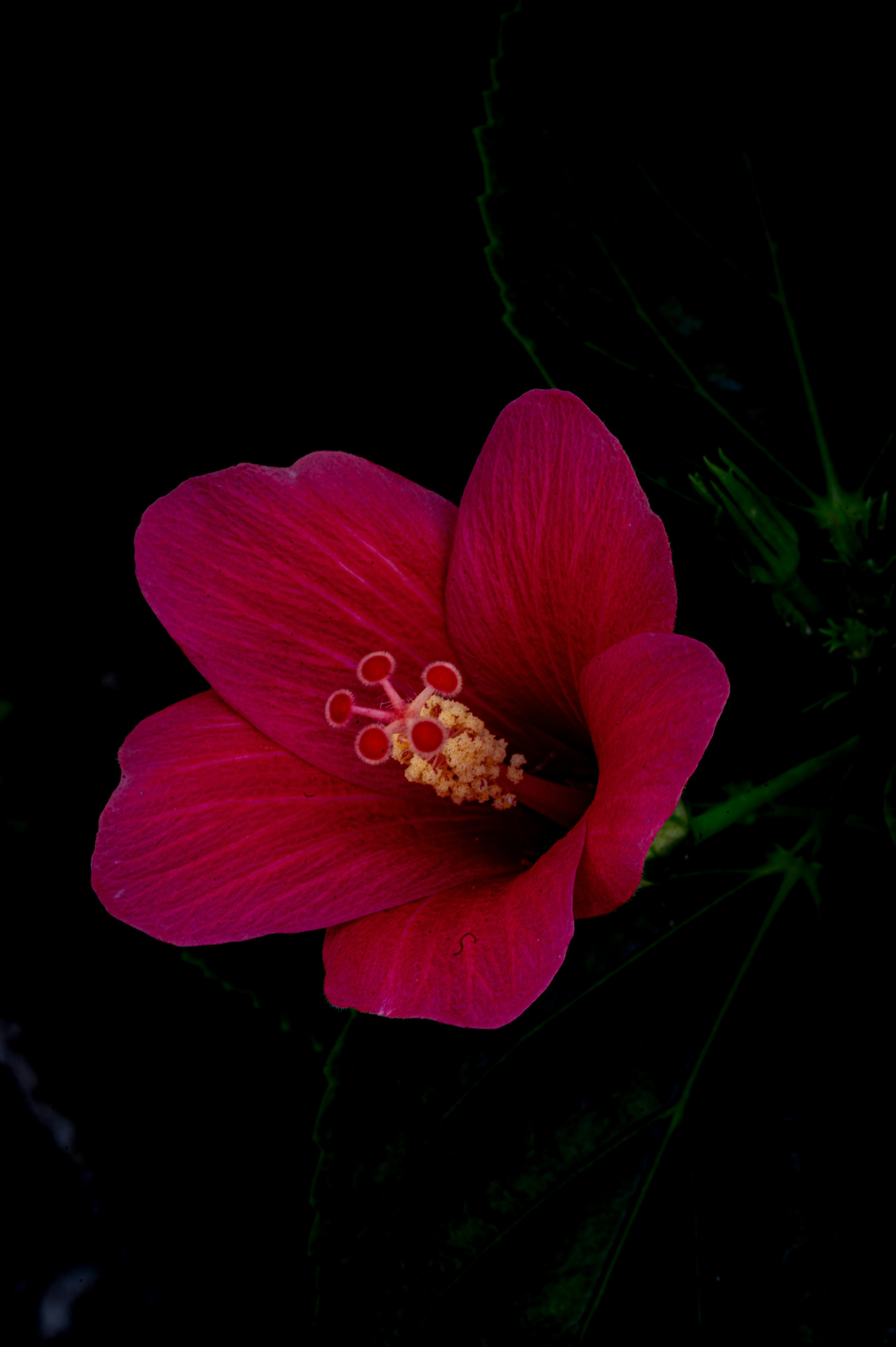 Crimson Elegance in Nature's Embrace