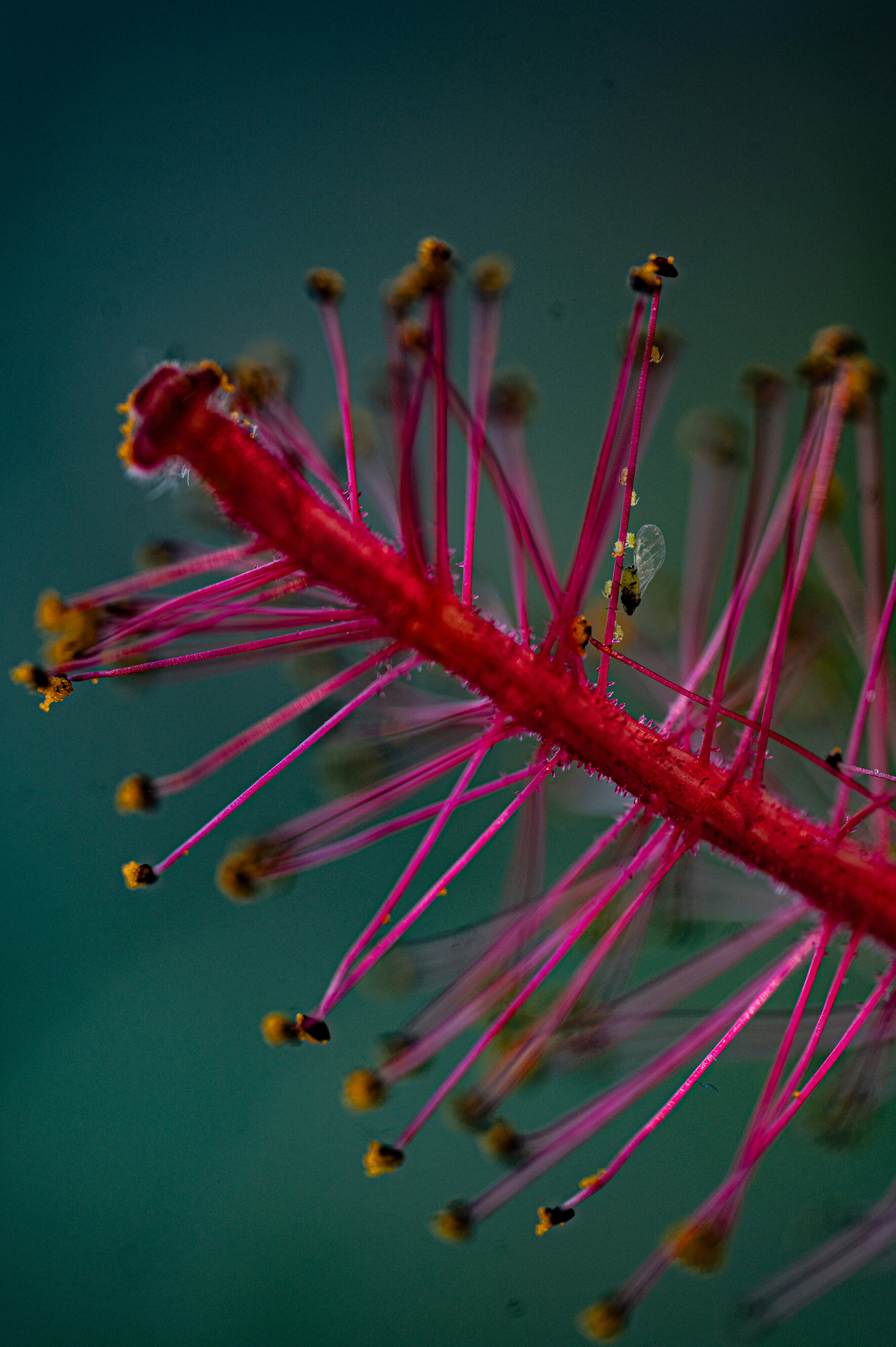 Intricate Threads of Nature's Palette
