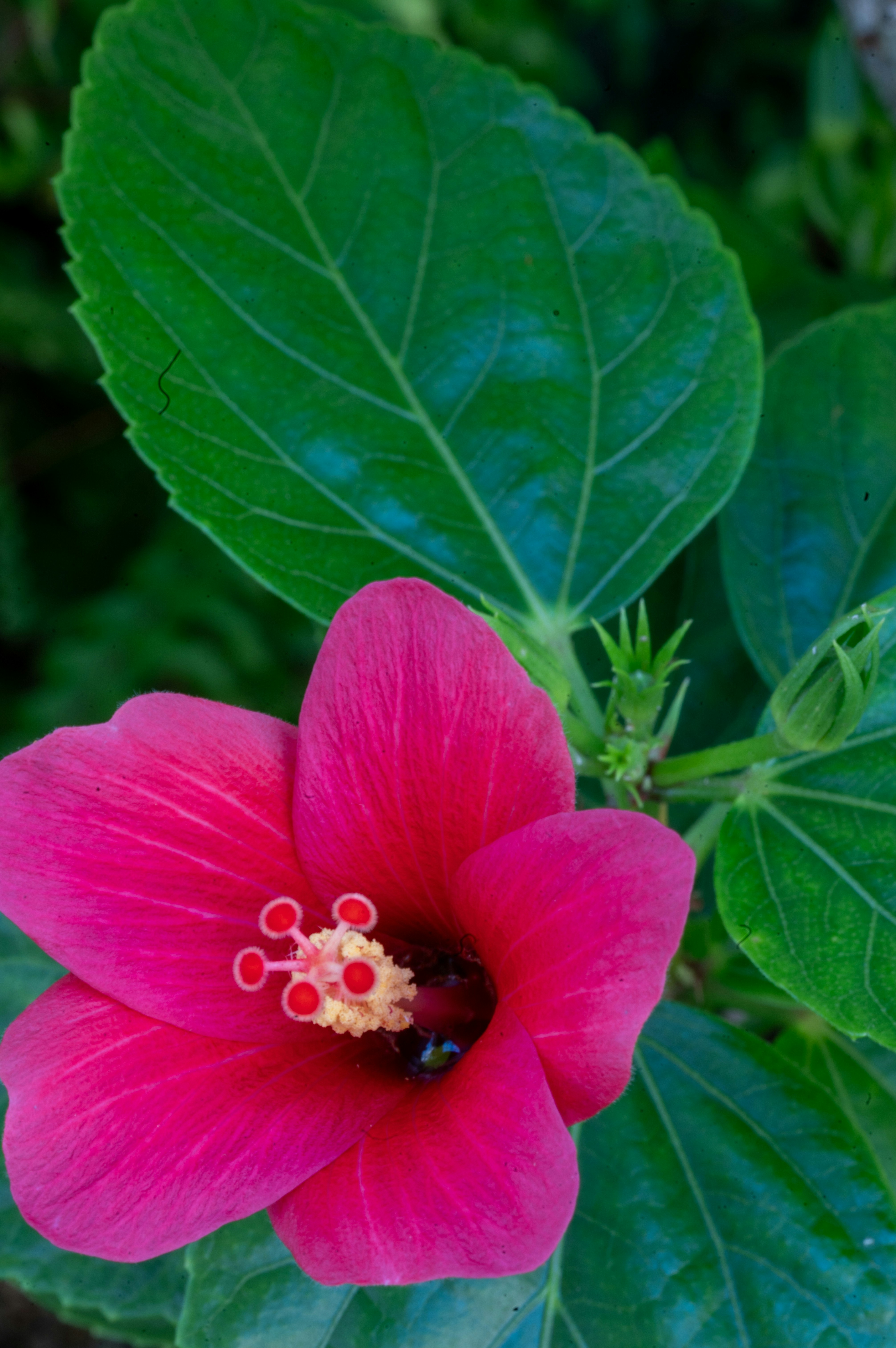 Vibrant Blossom: Nature's Palette