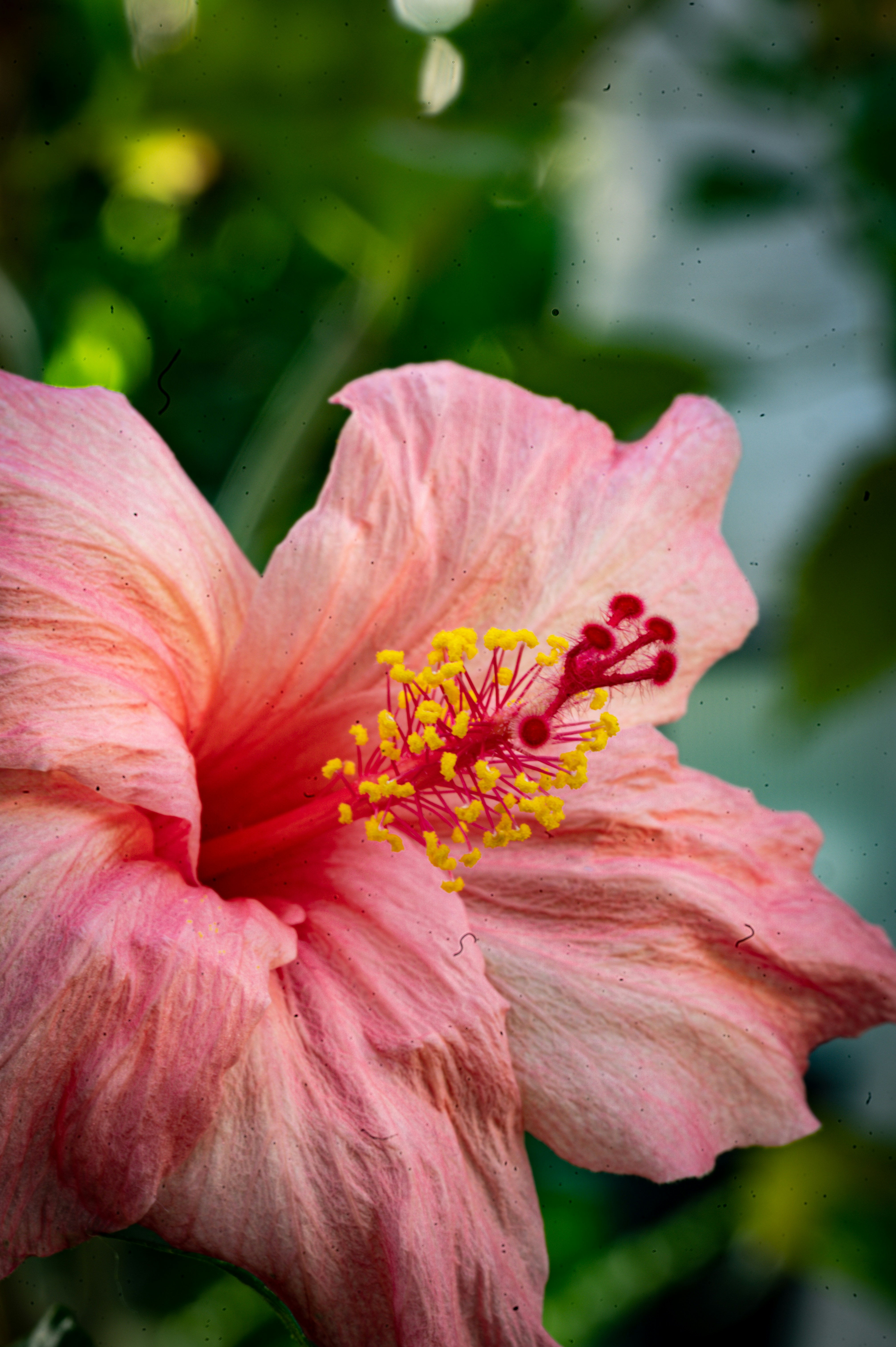 Whispers of Hibiscus Elegance