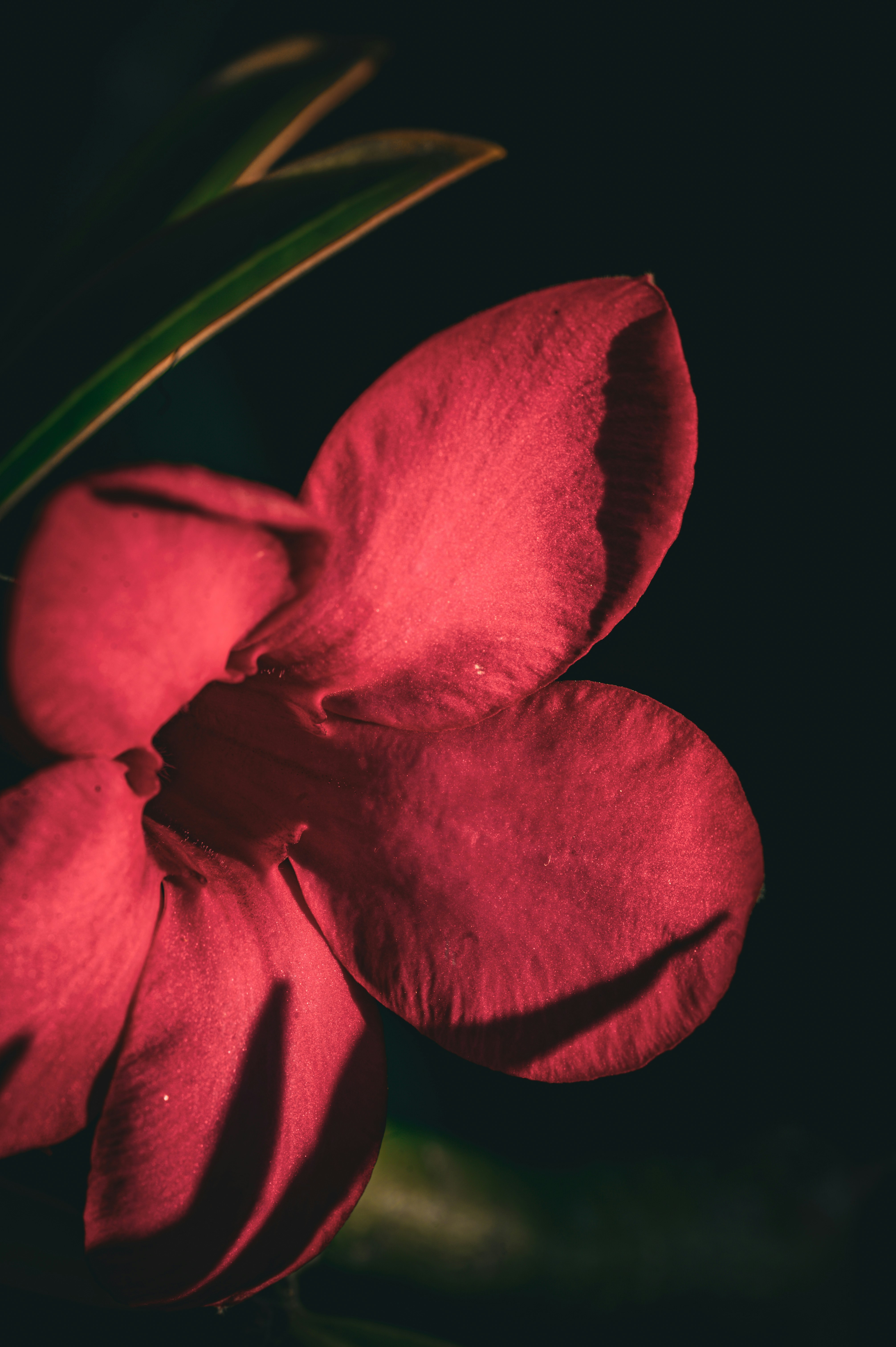 Close-up of a vibrant red flower with dark background.