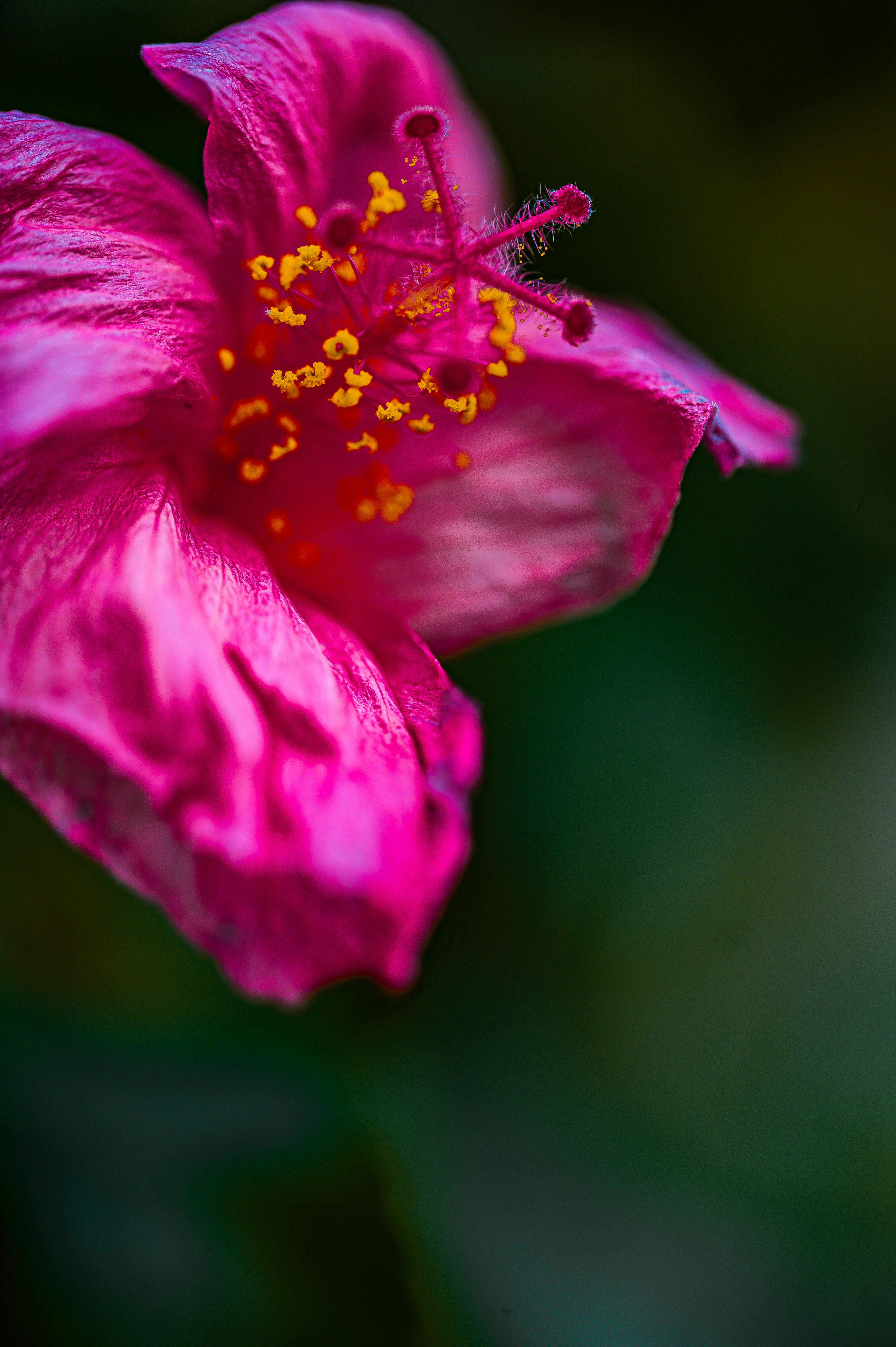 Vibrant Petals: A Floral Symphony