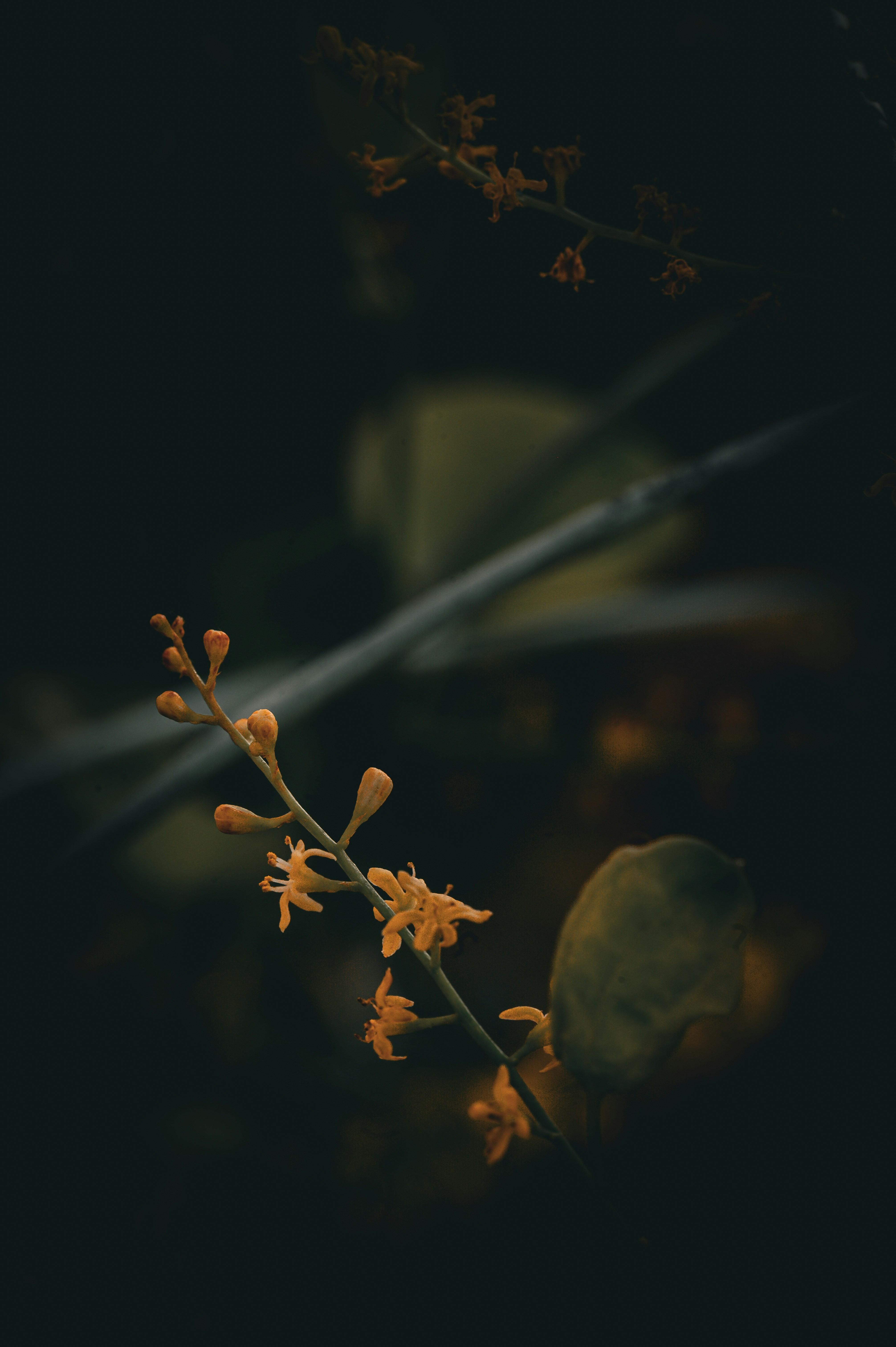 Whispers of the Night Bloom