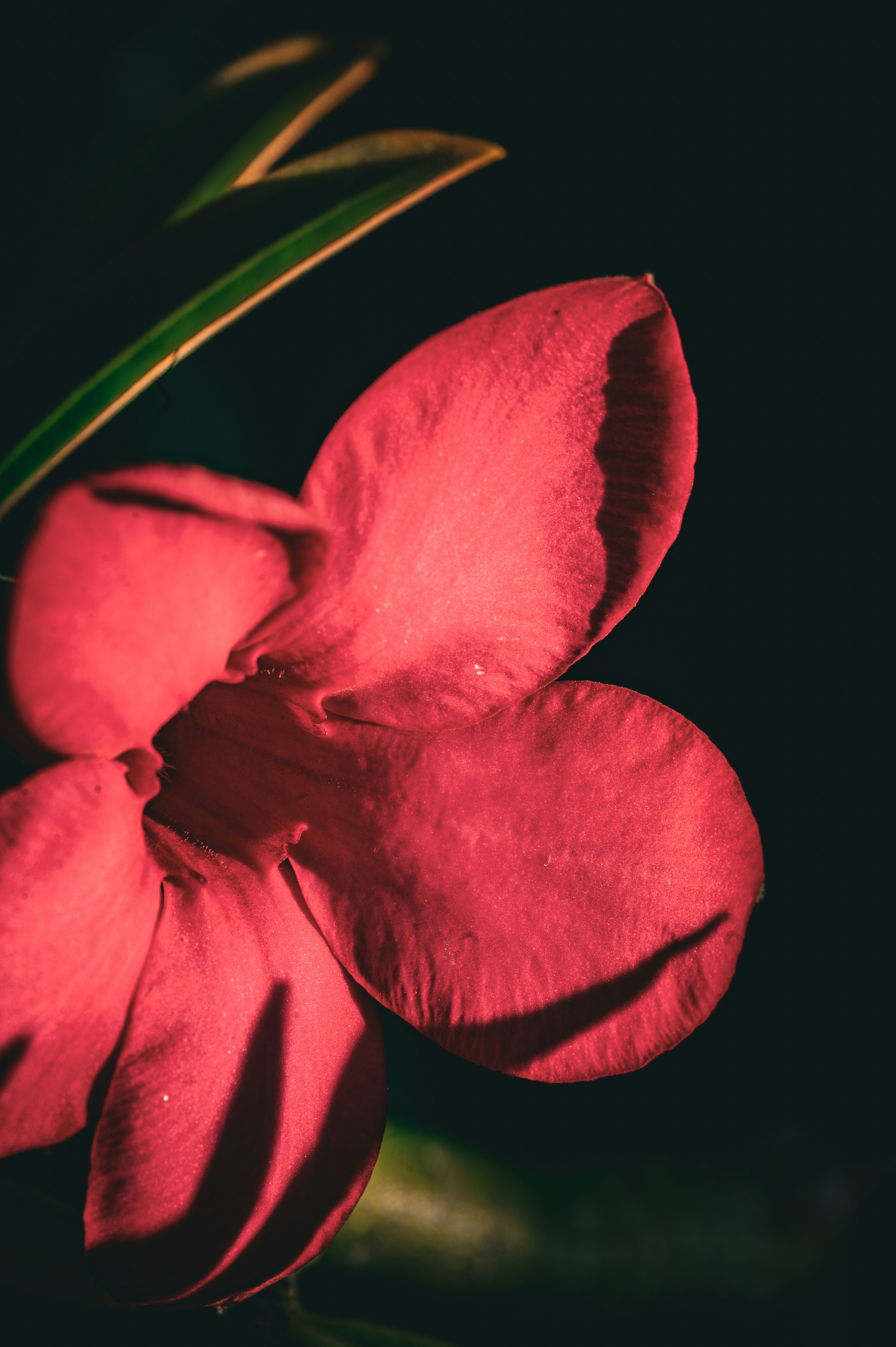 A close-up of a vibrant red flower with dark background.
