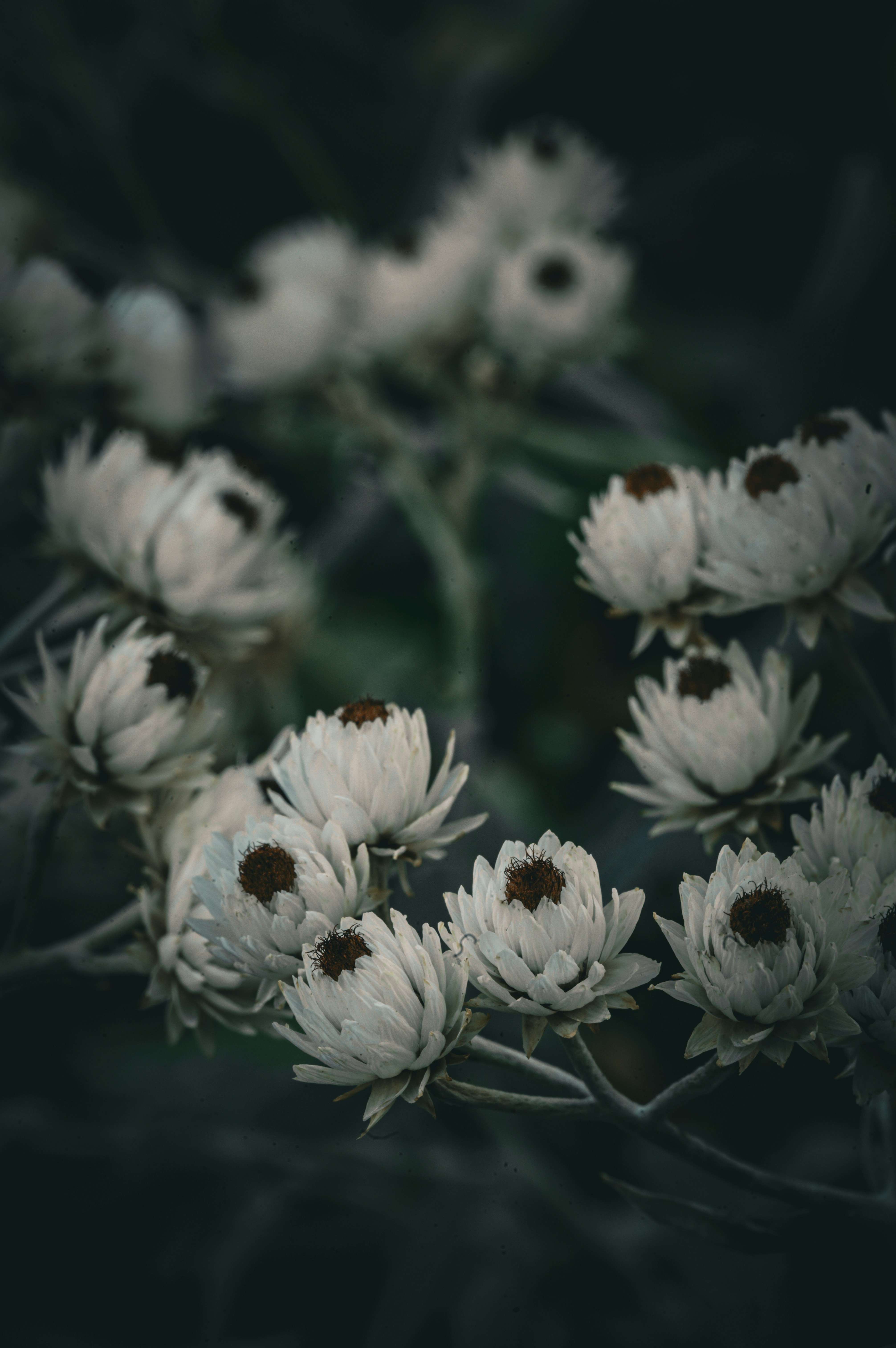 Whispers of Nature: The Timeless Beauty of Everlasting Blooms