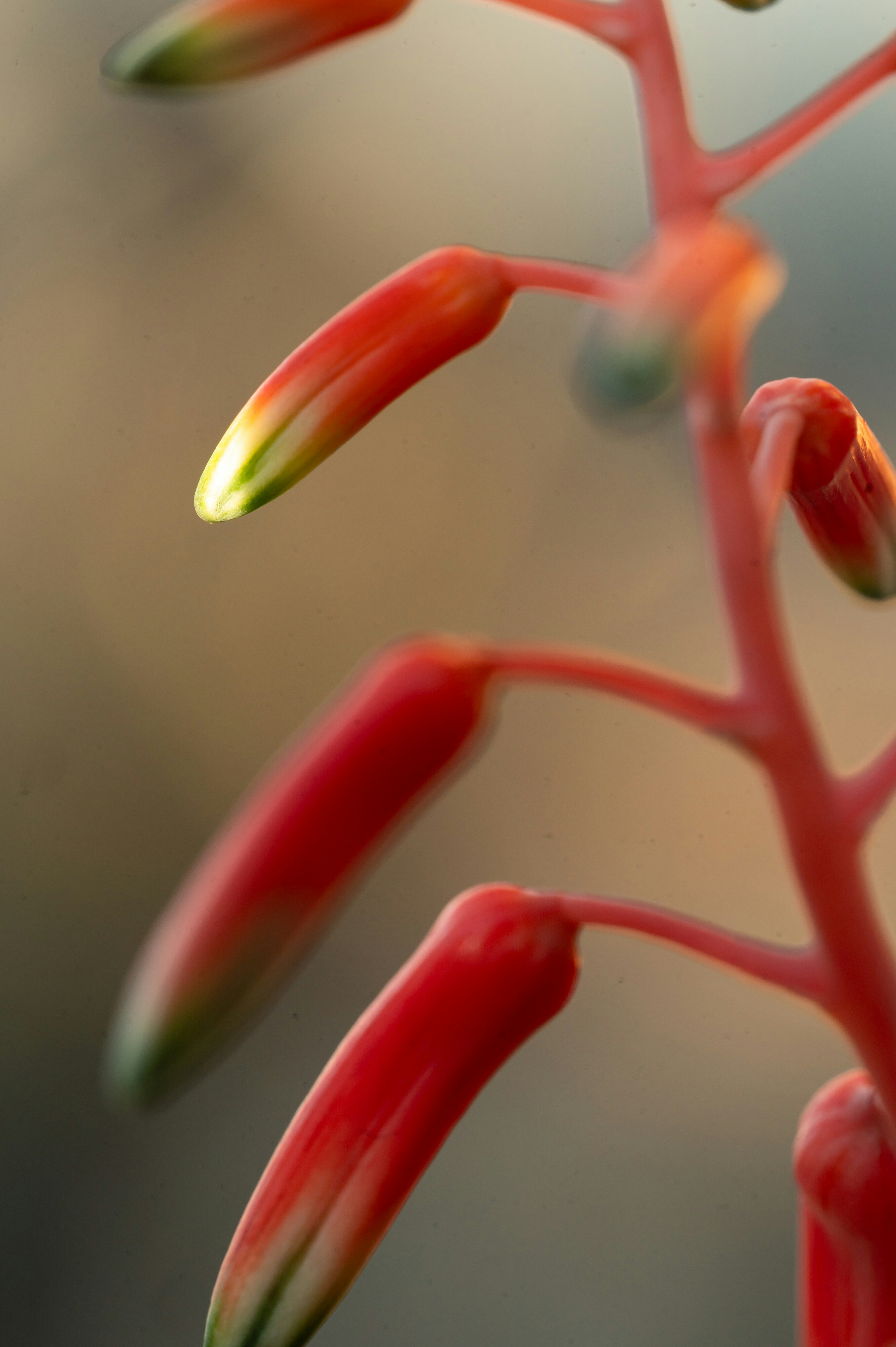 Emerging Blooms: A Study in Color and Form