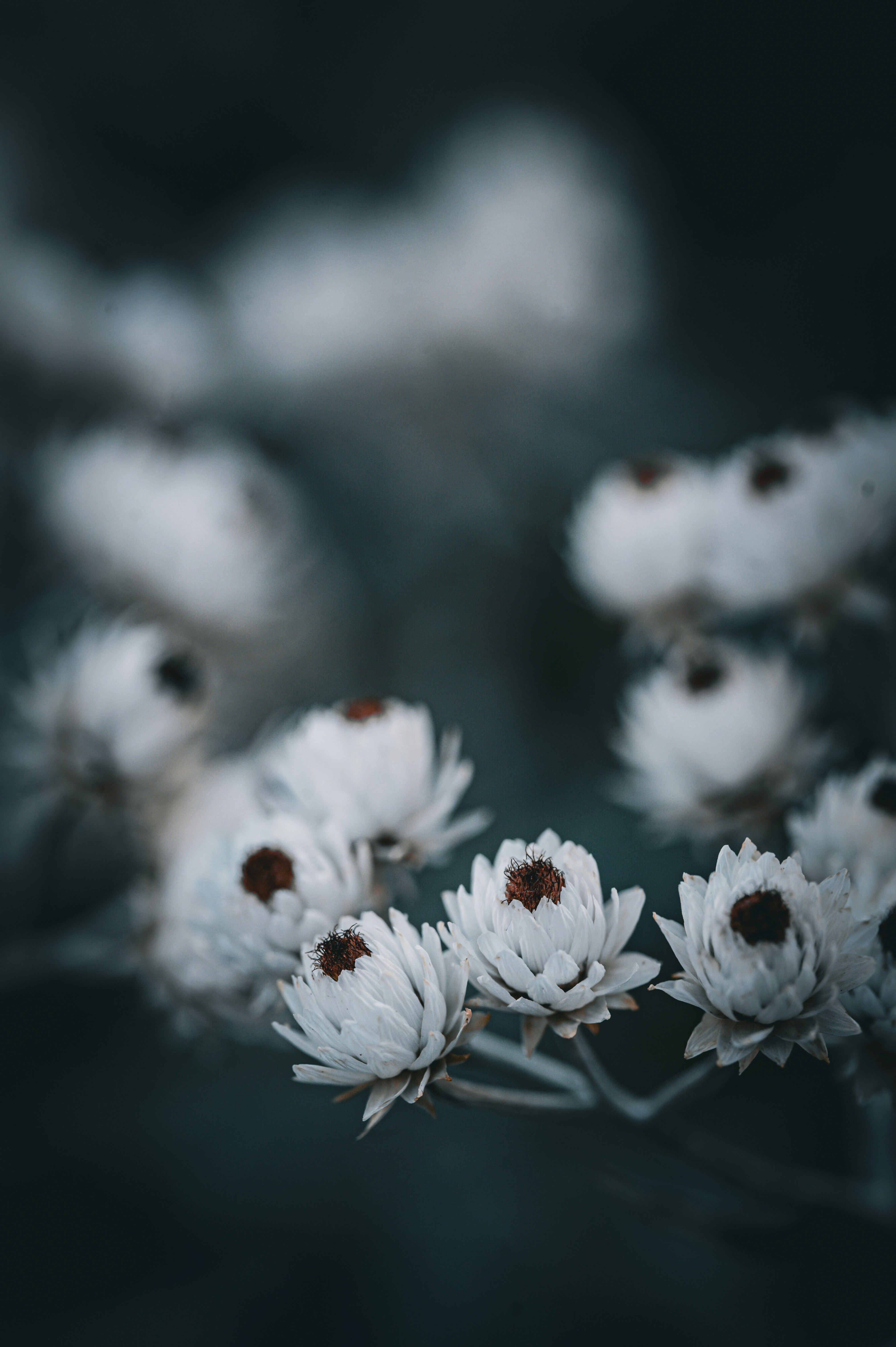 Whispers of Winter: A Floral Elegy
