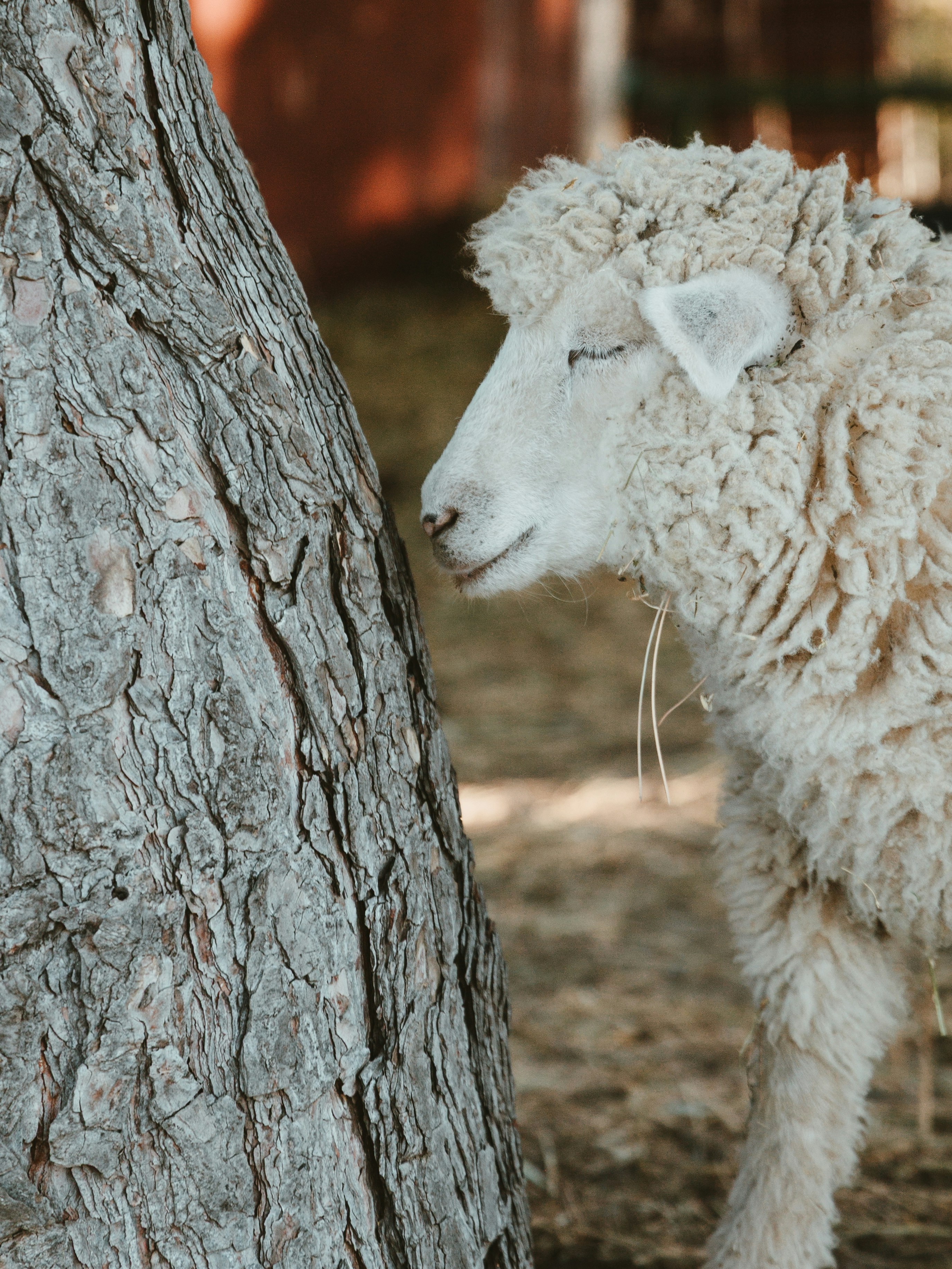 Whispers of Nature: A Sheep's Solitude