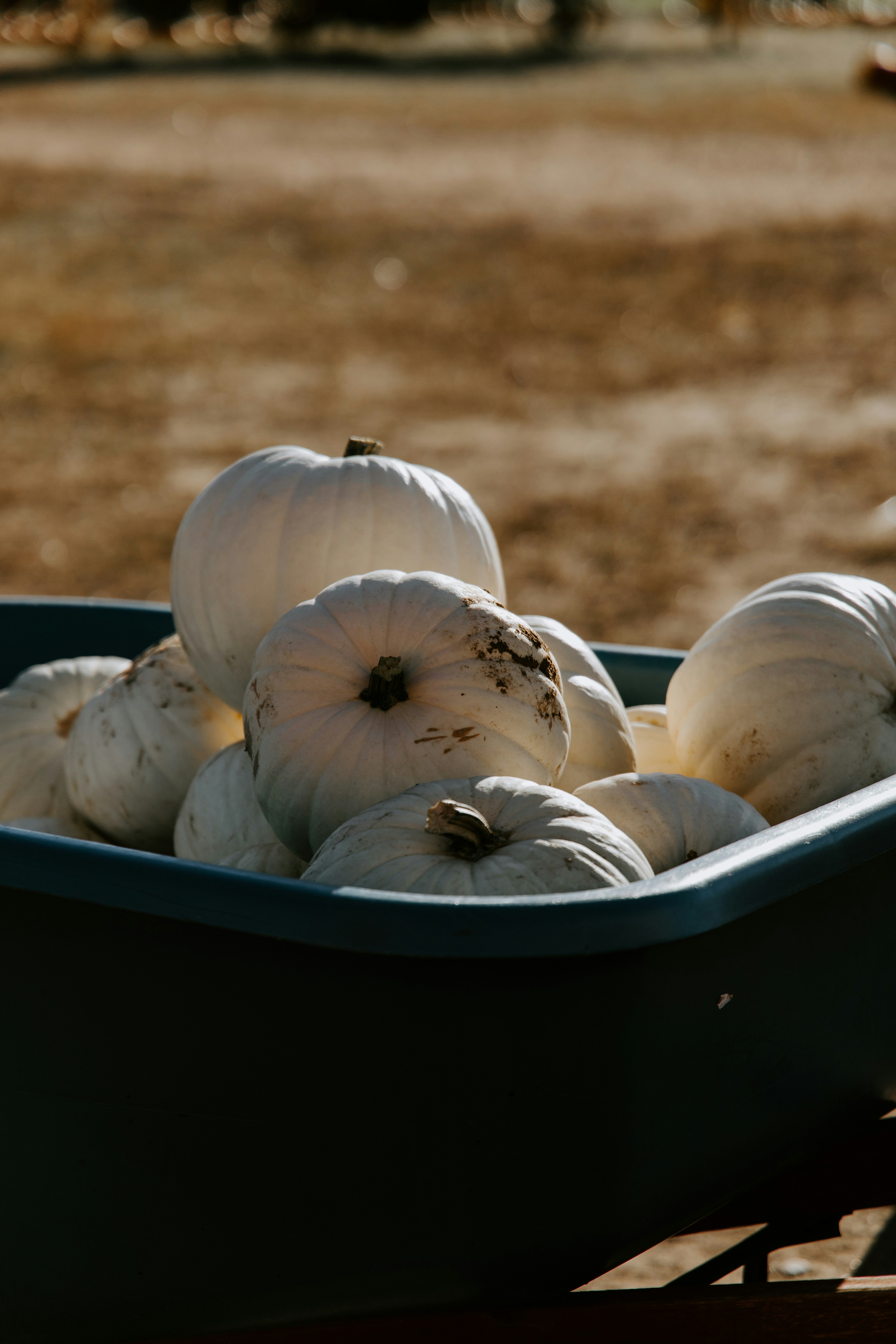 A cart filled with white pumpkins