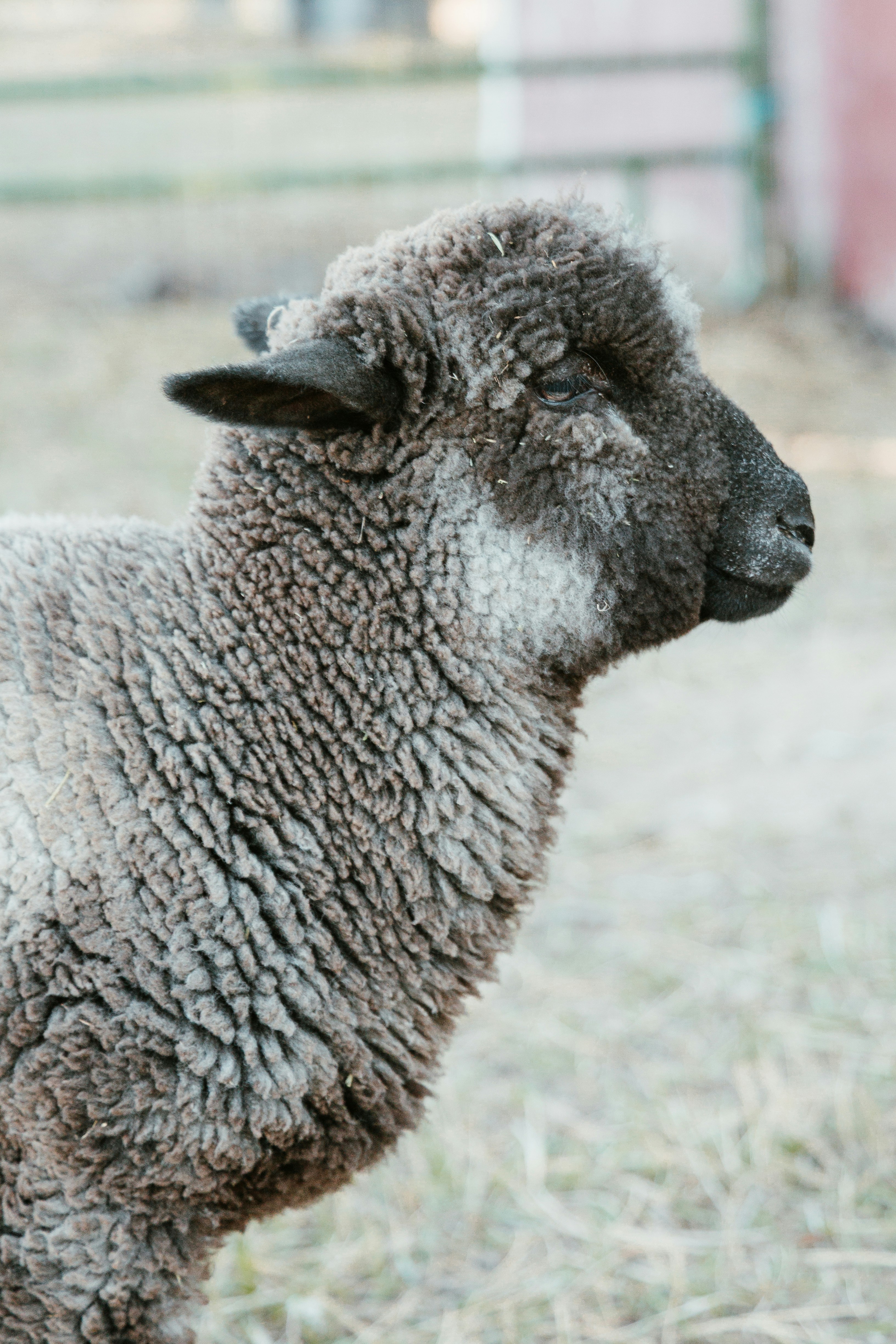 A close-up profile of a sheep's head and neck.