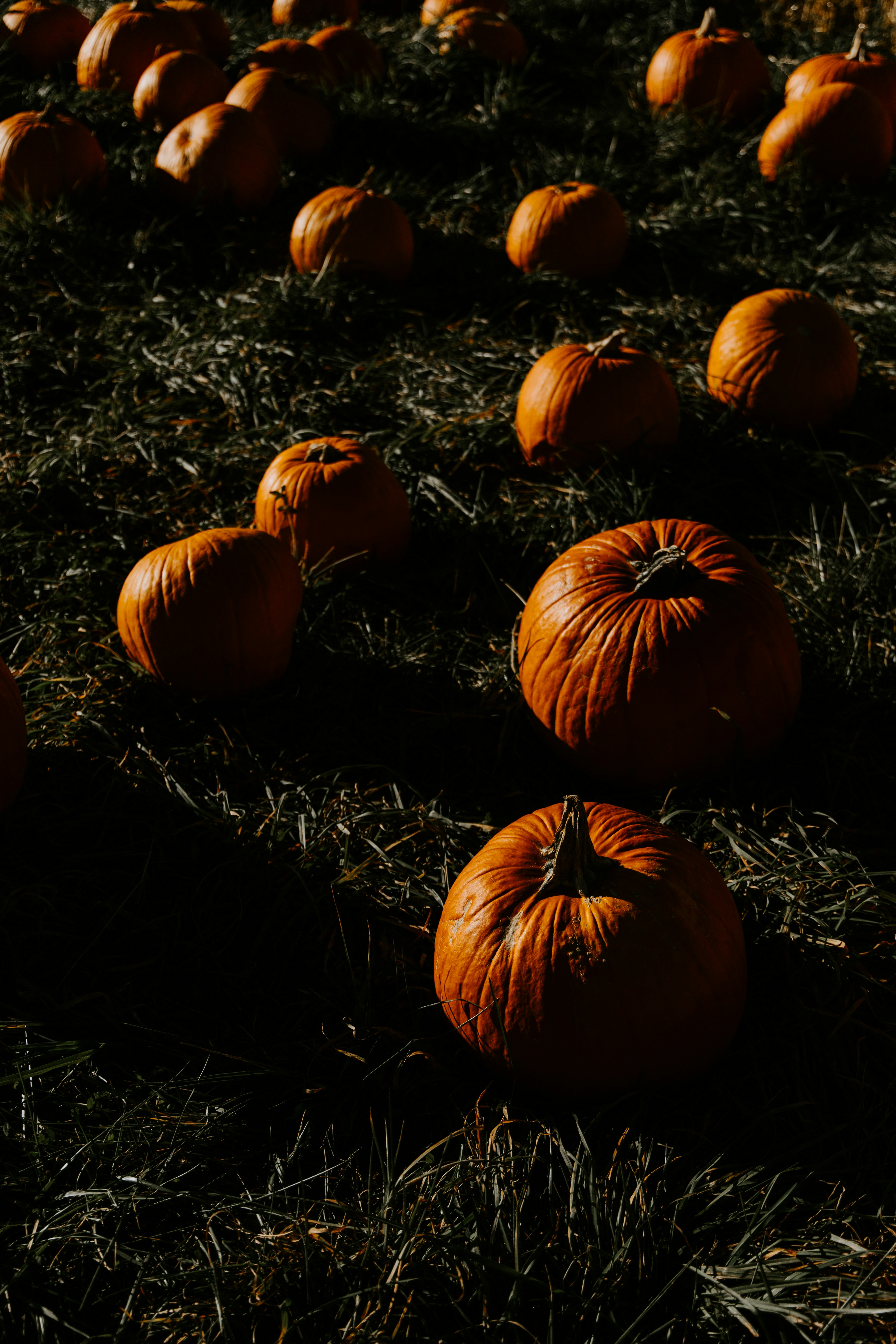 Harvested Treasures Under Autumn's Embrace