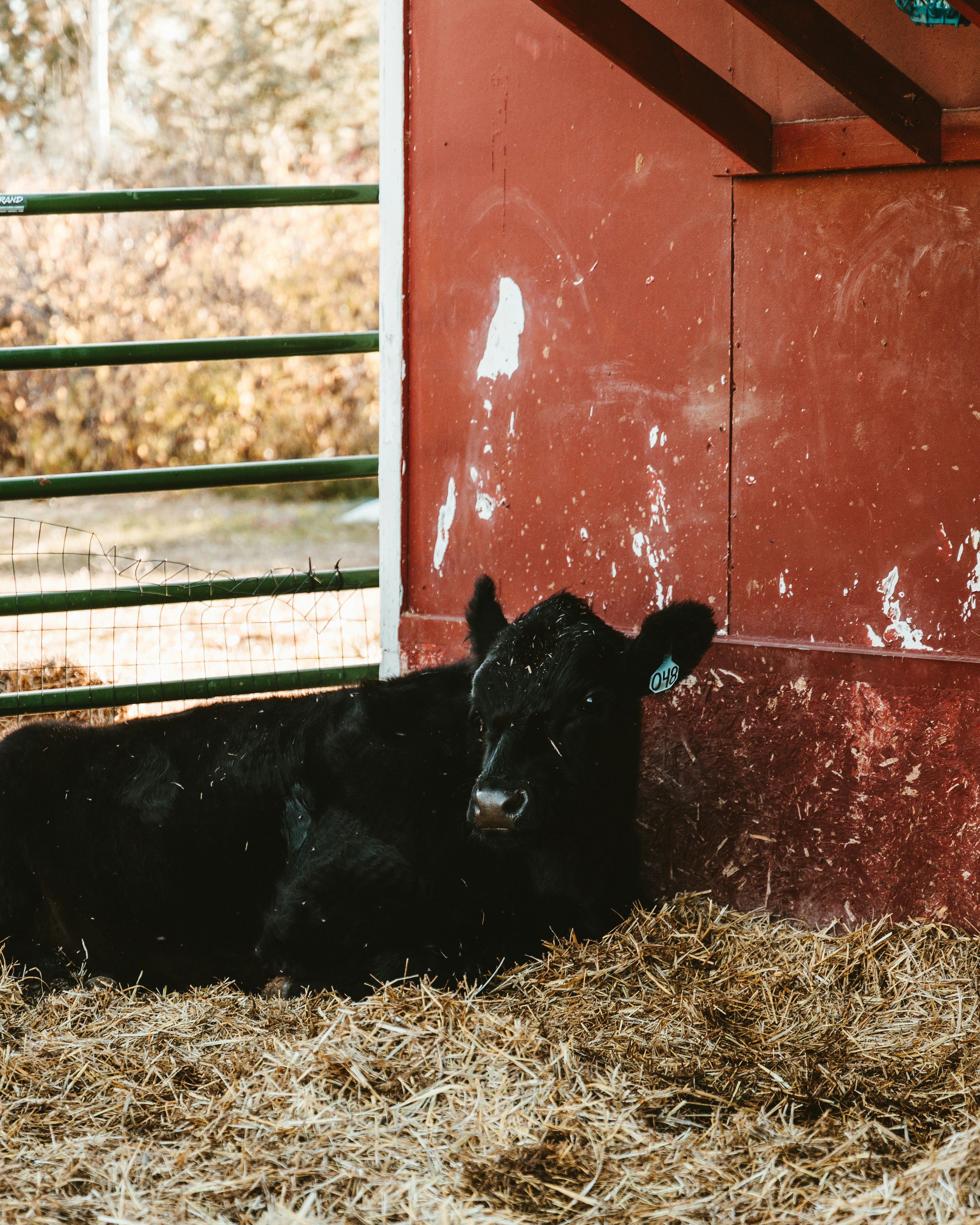 Resting in the Shade: A Calf's Sanctuary