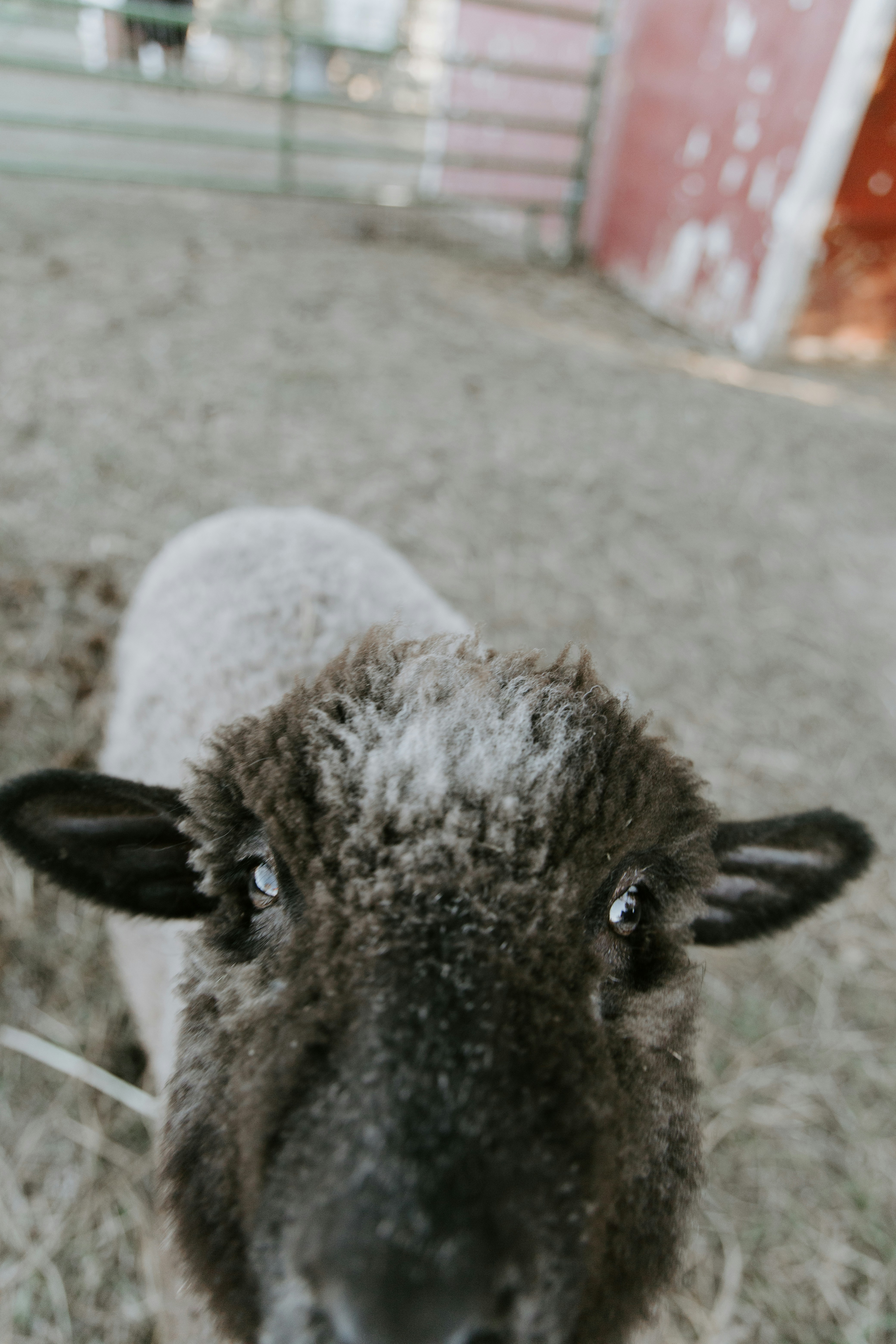 Close-Up Gaze: A Woolly Farmyard Moment