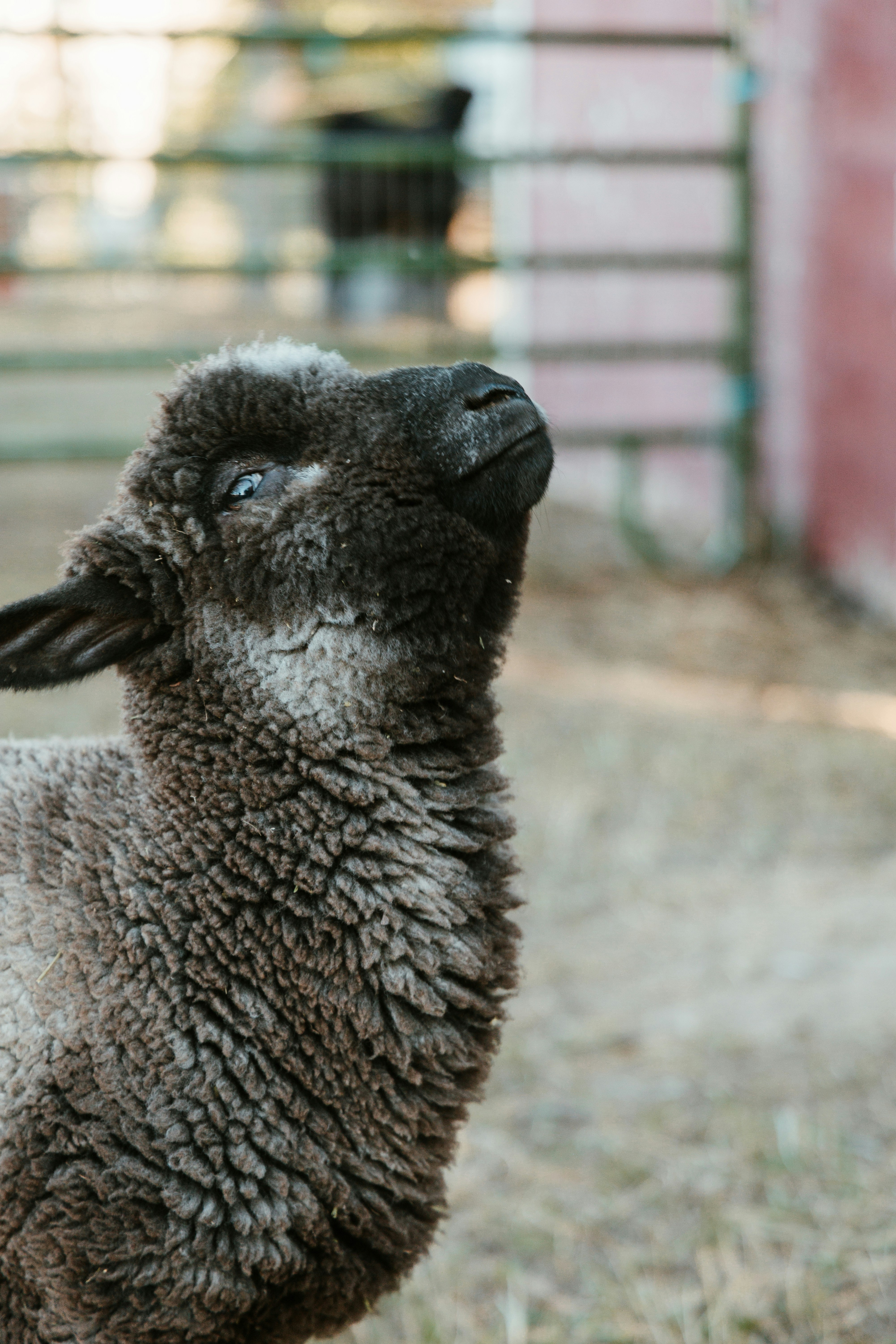Alpaca Gaze: Velvet Fleece and a Quiet Upward Look