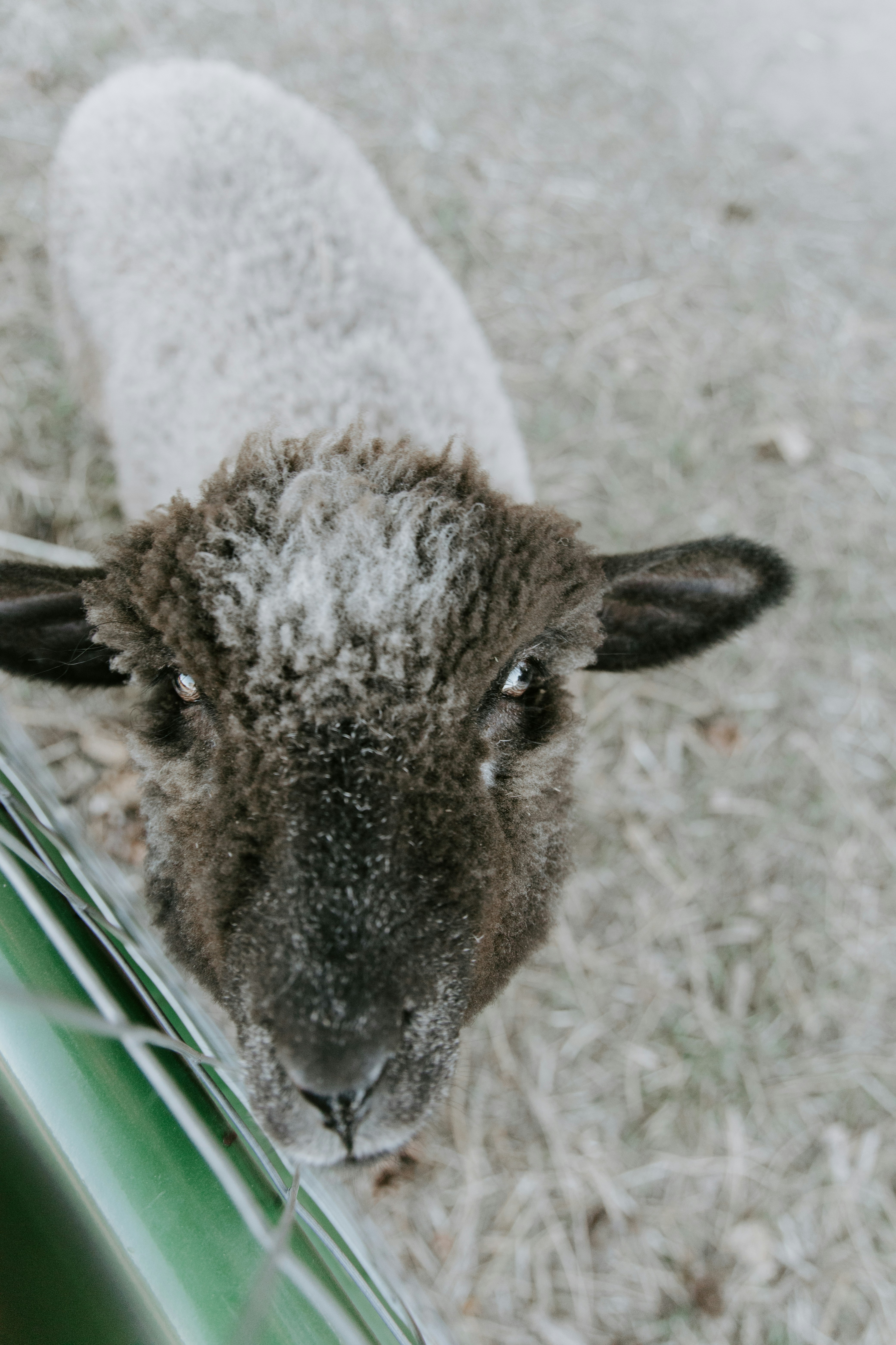 A curious young sheep looks directly at the camera.