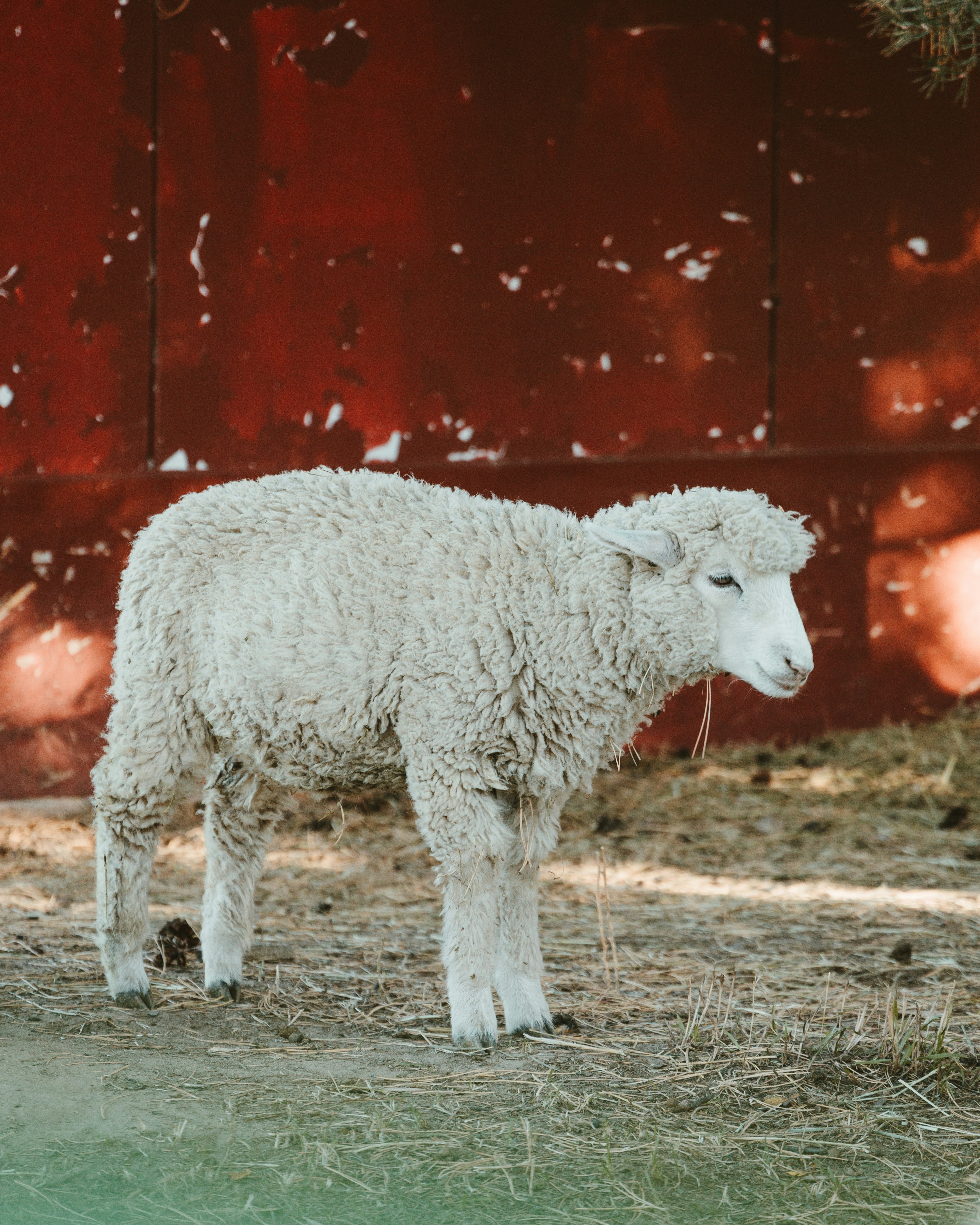Woolen Sentinel by a Weathered Red Barn