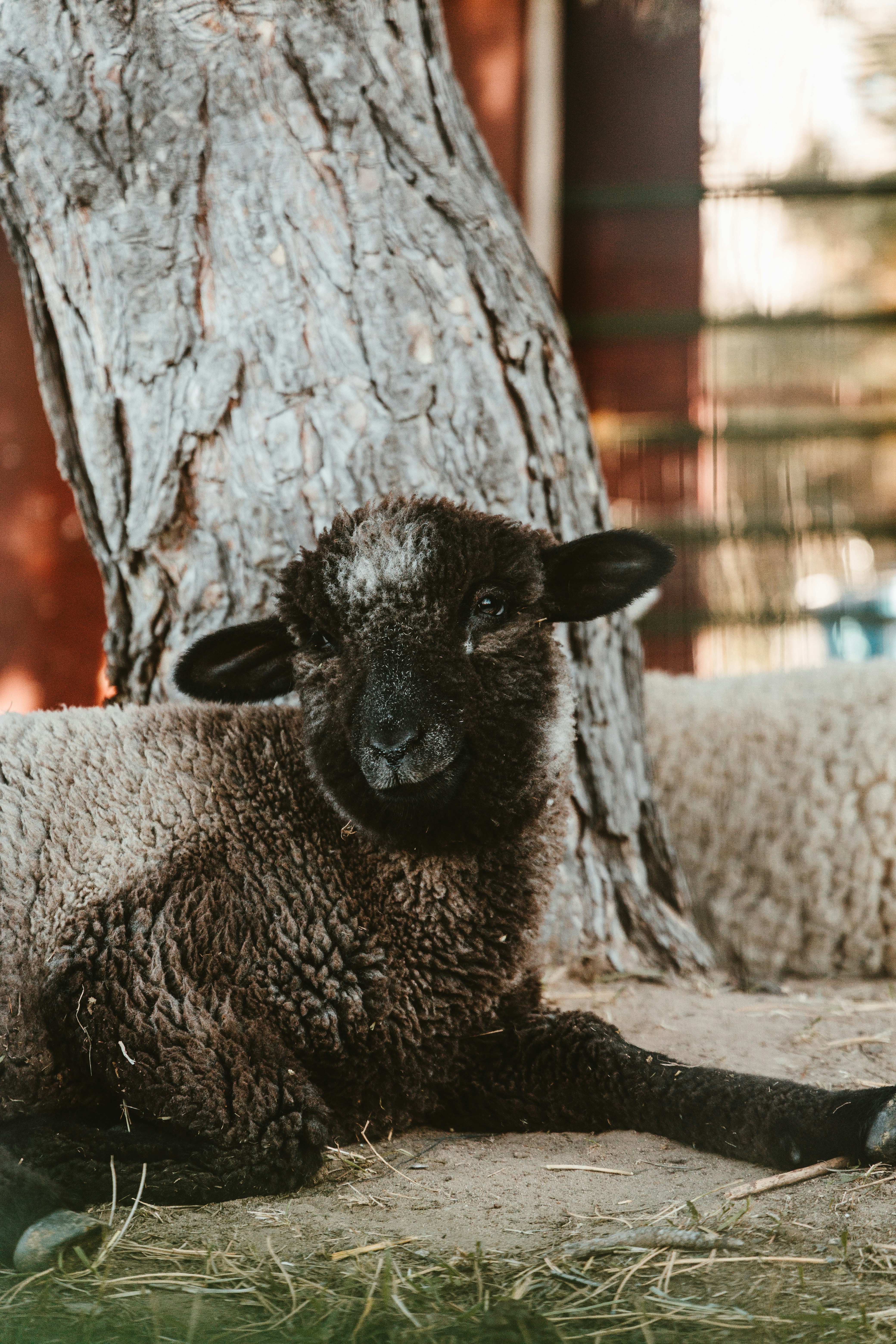 A young black lamb rests near a tree.