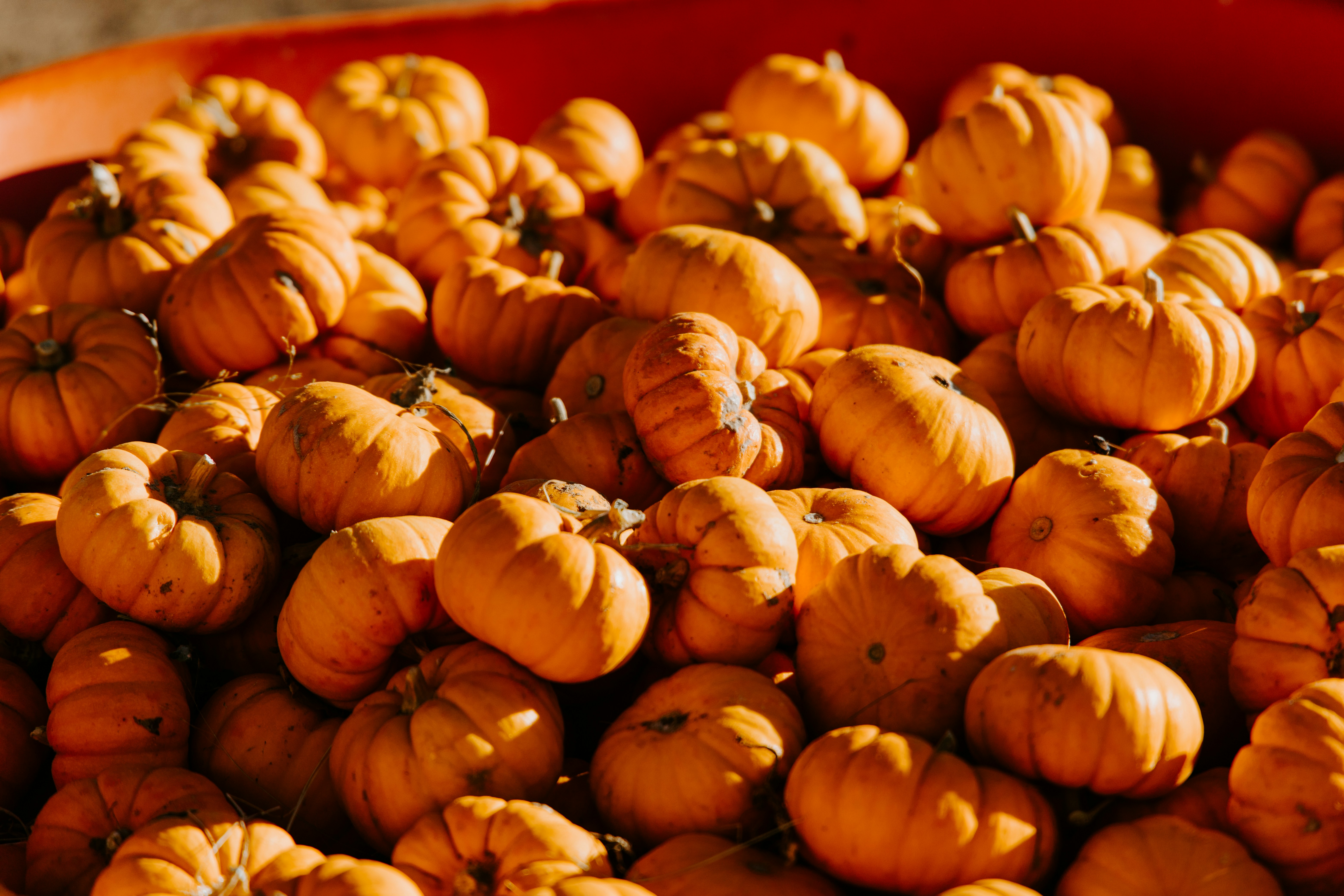 Photo by Elijah Pilchard with Canon EOS RP