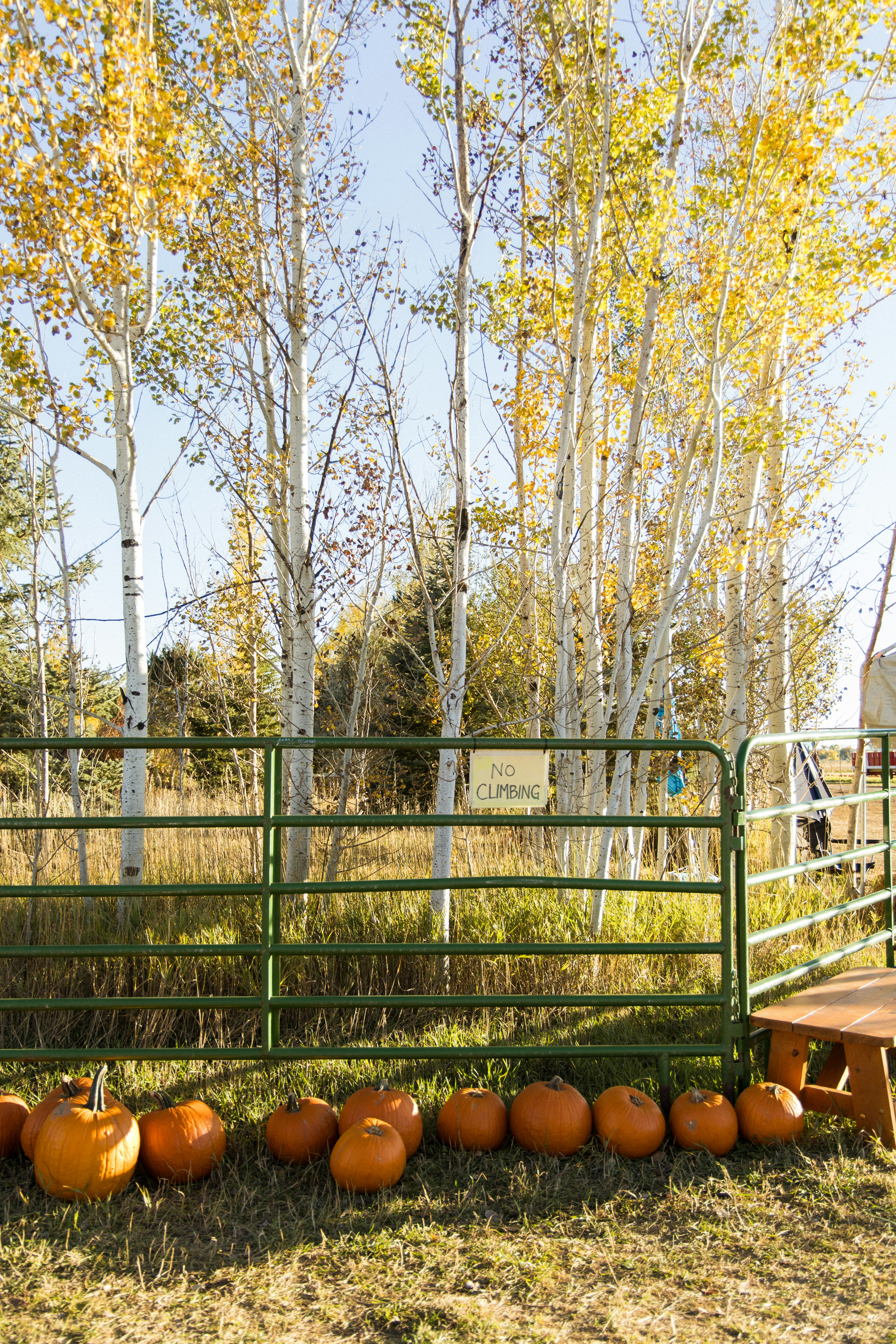 Autumn pumpkins lined up in front of a gate