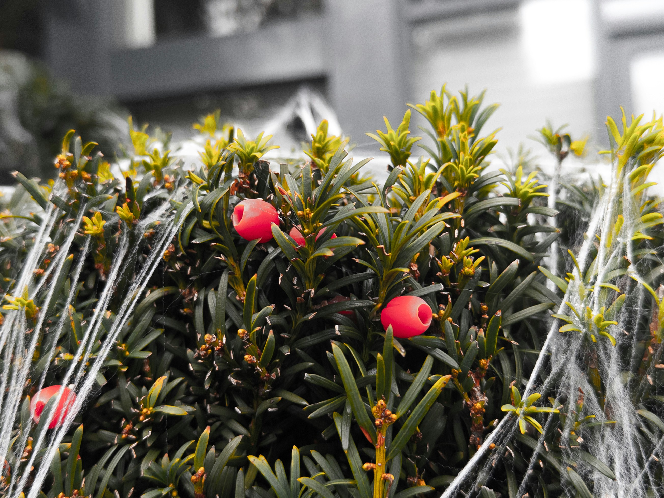 Whimsical Harvest: Nature's Playful Accents