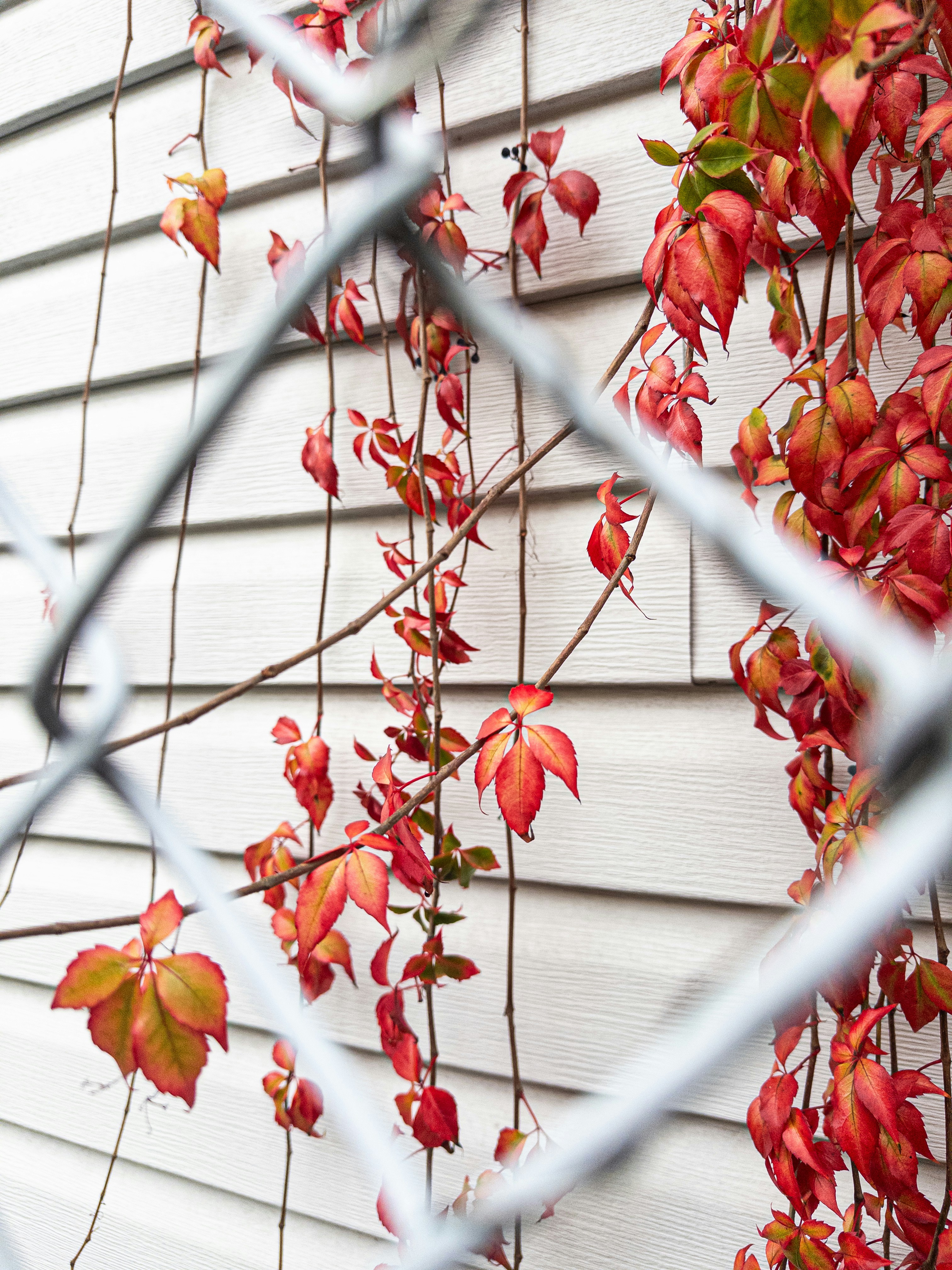Autumn's Embrace Through the Grate