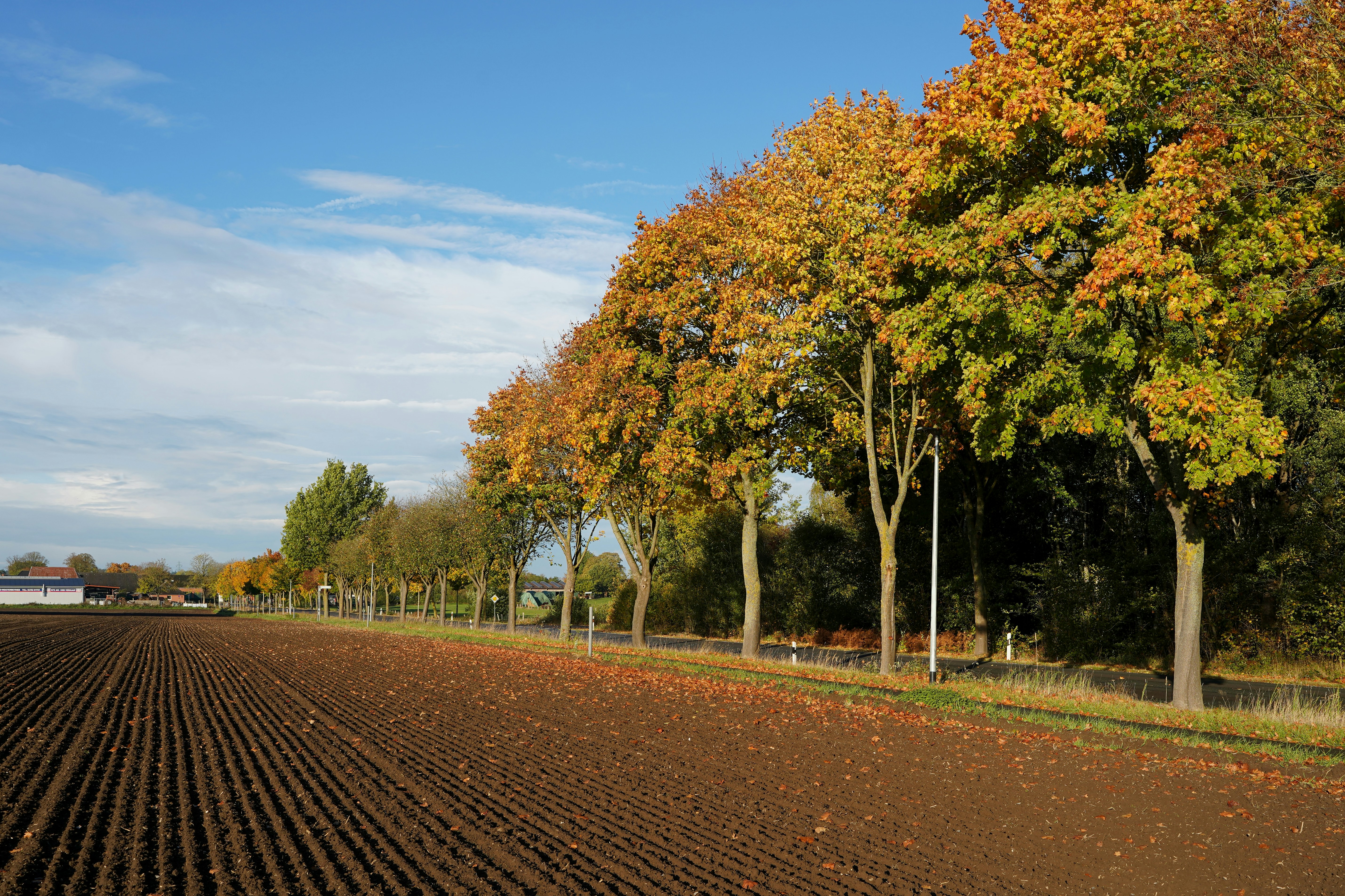 Ploughed field with autumn trees under a blue sky