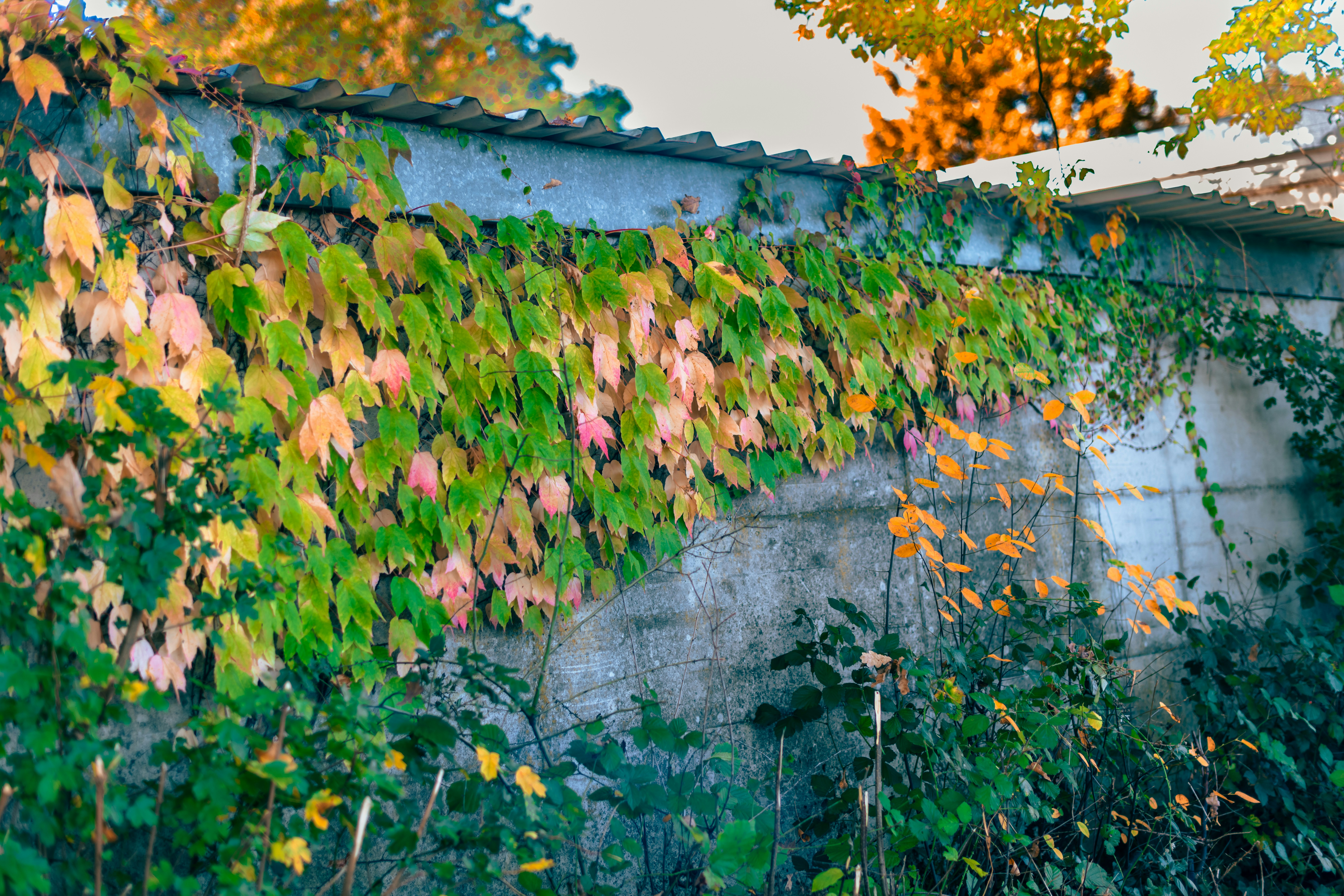 Whispers of Autumn: Nature's Embrace on Stone