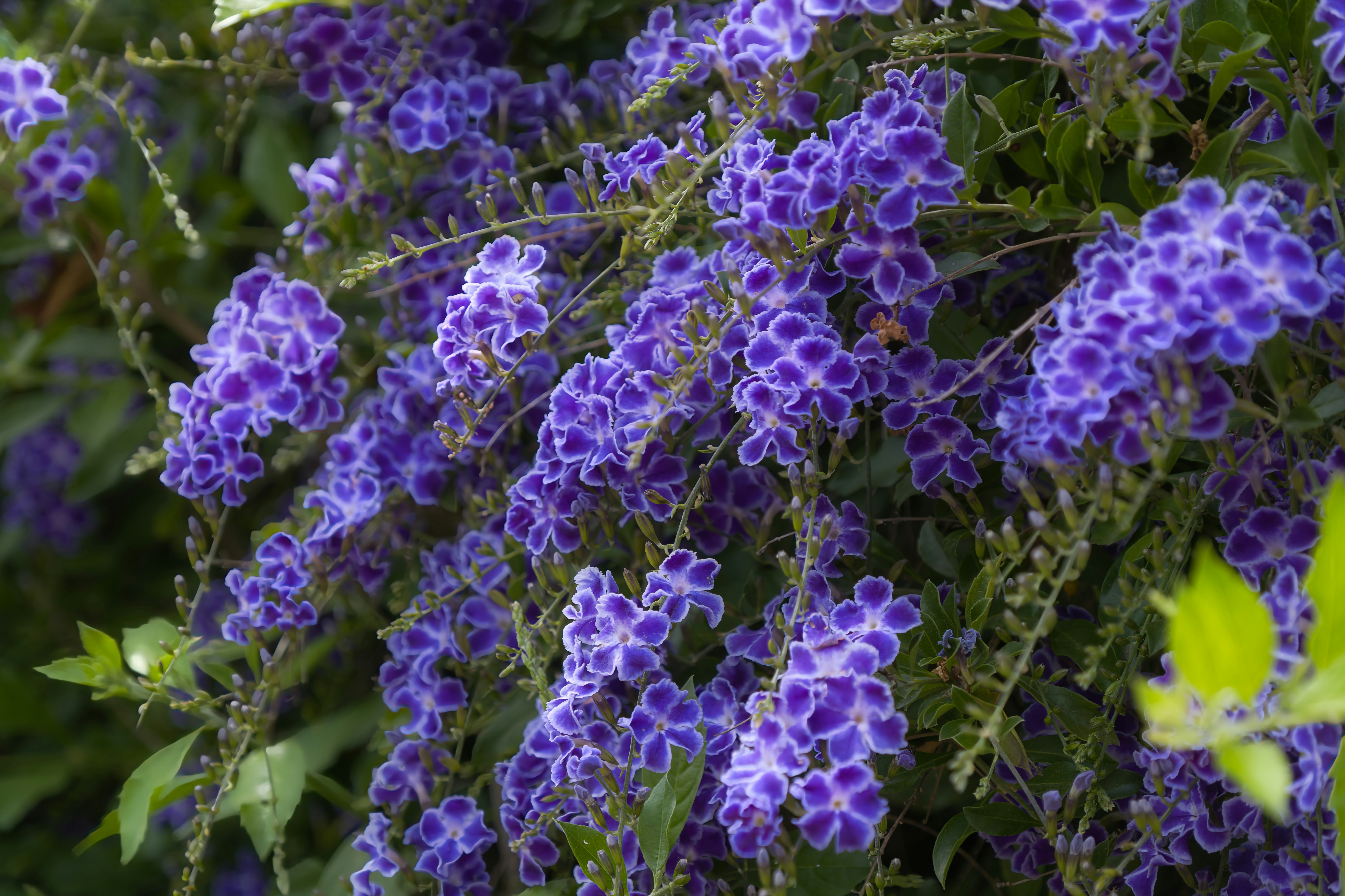 Clusters of small purple flowers on green branches