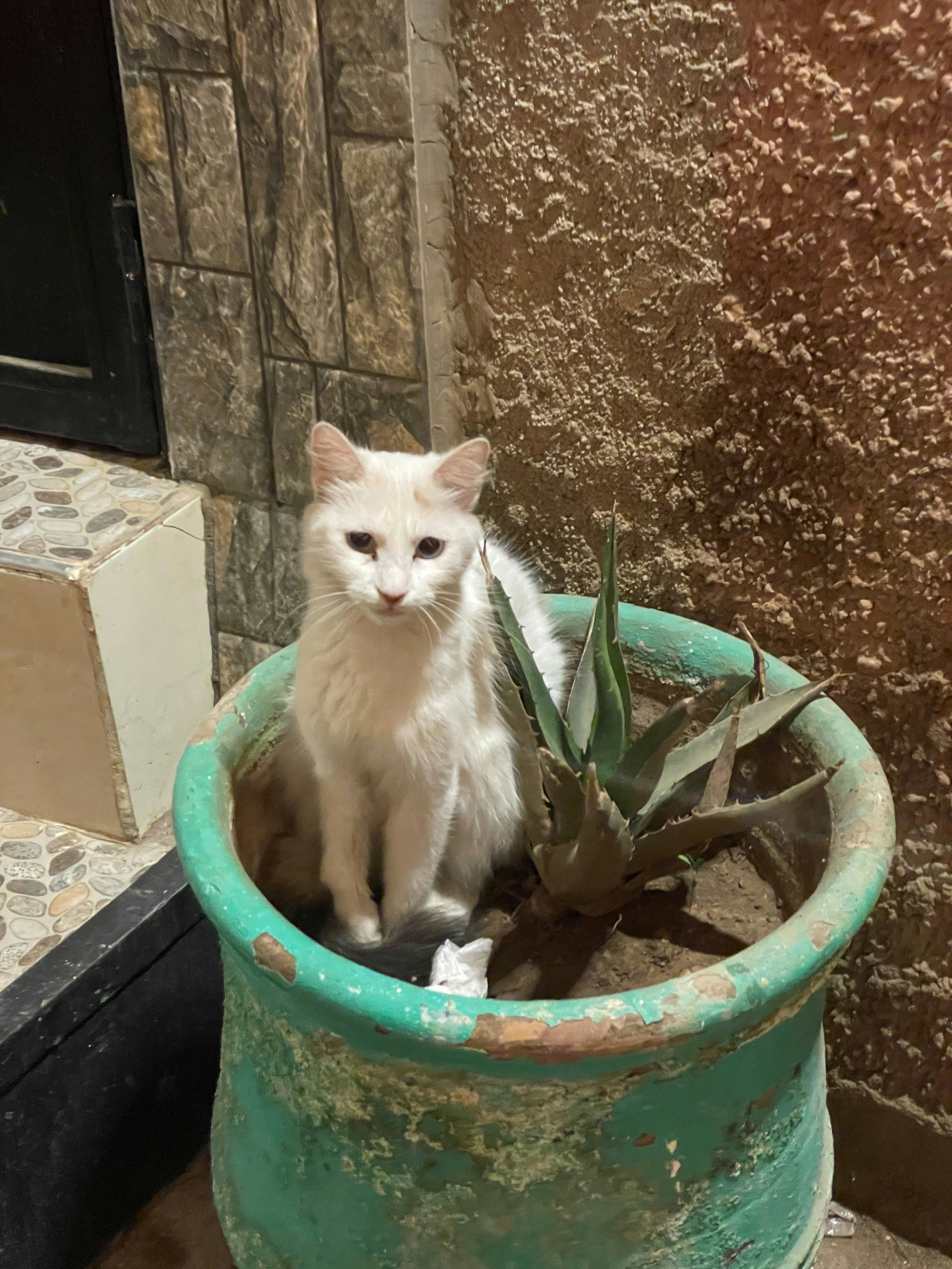 Marrakech cat | A white cat sits in a potted plant.