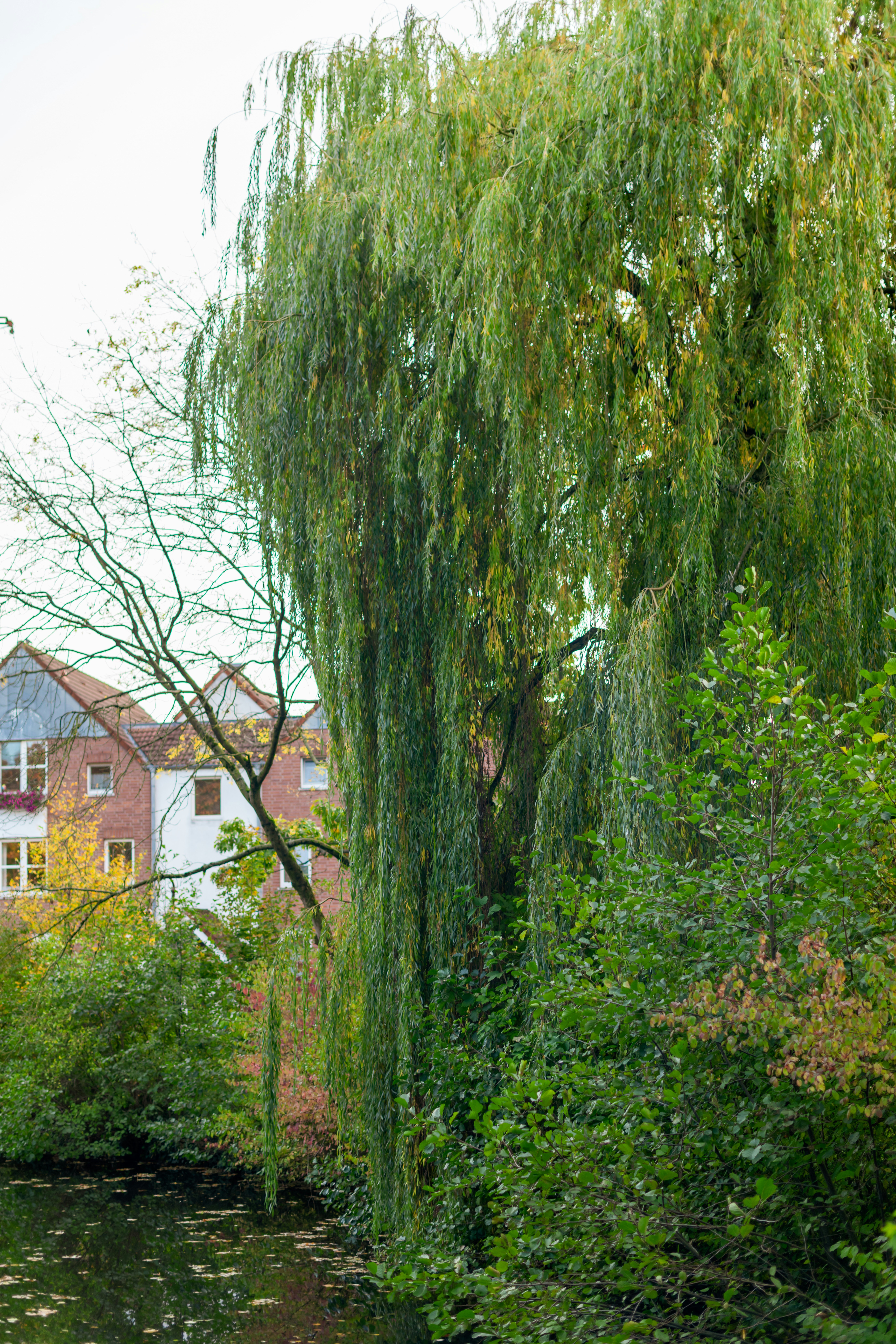 Weeping Willow Over a Quiet Canal with Suburban Backdrop