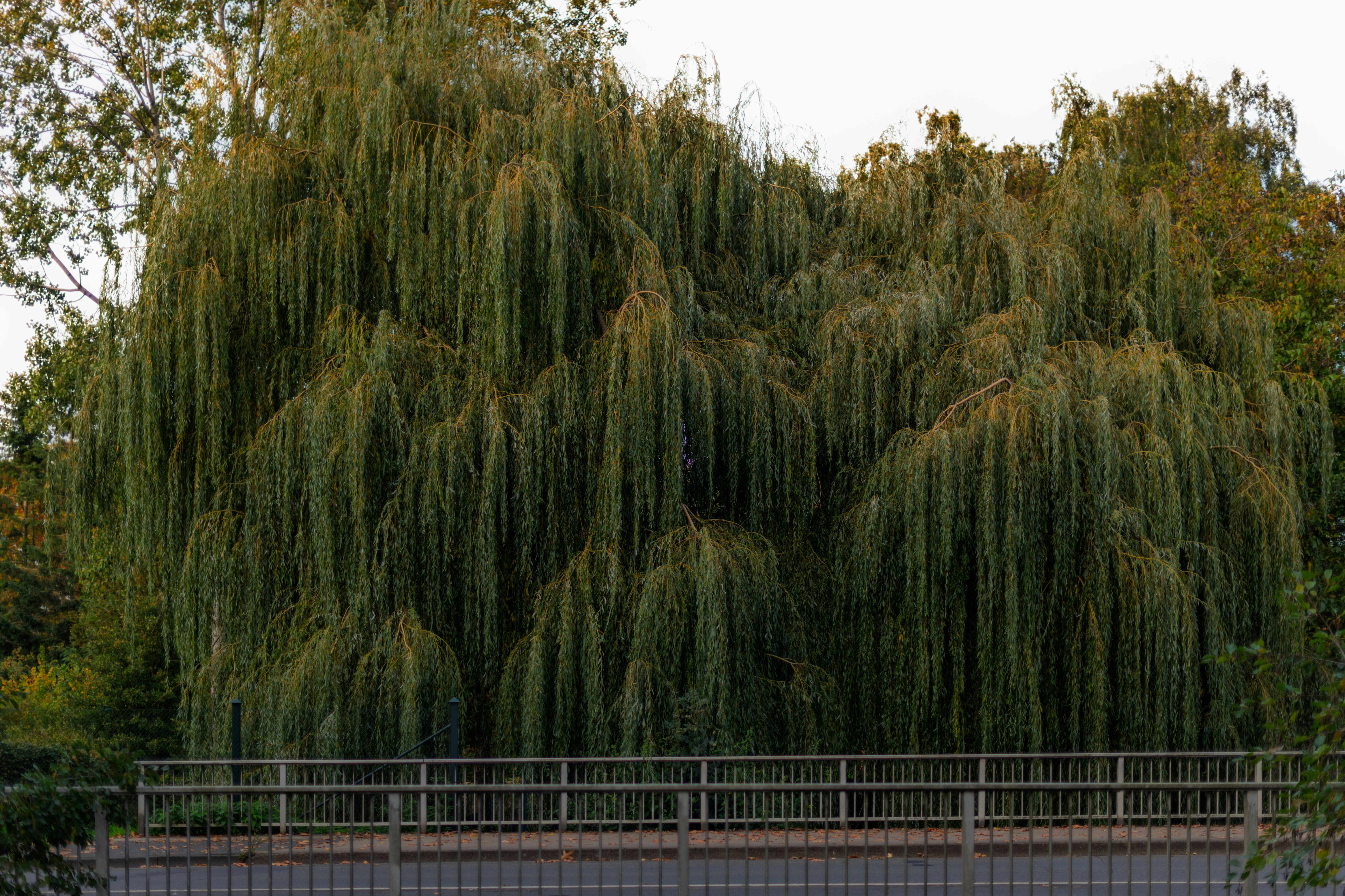 Whispers of the Willow: Nature's Drapery