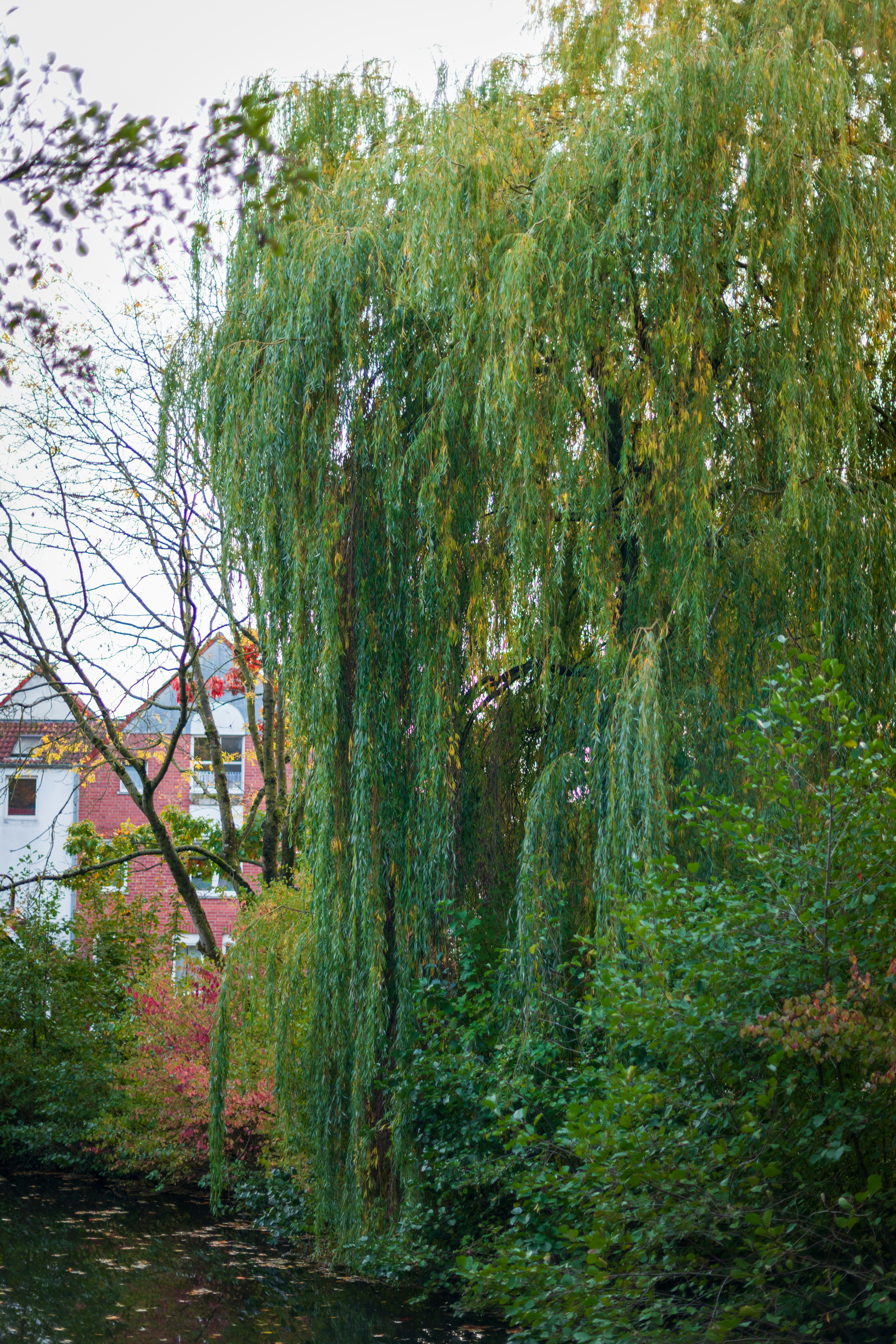 Weeping willow tree by a calm body of water photo – Free Calm Image on ...