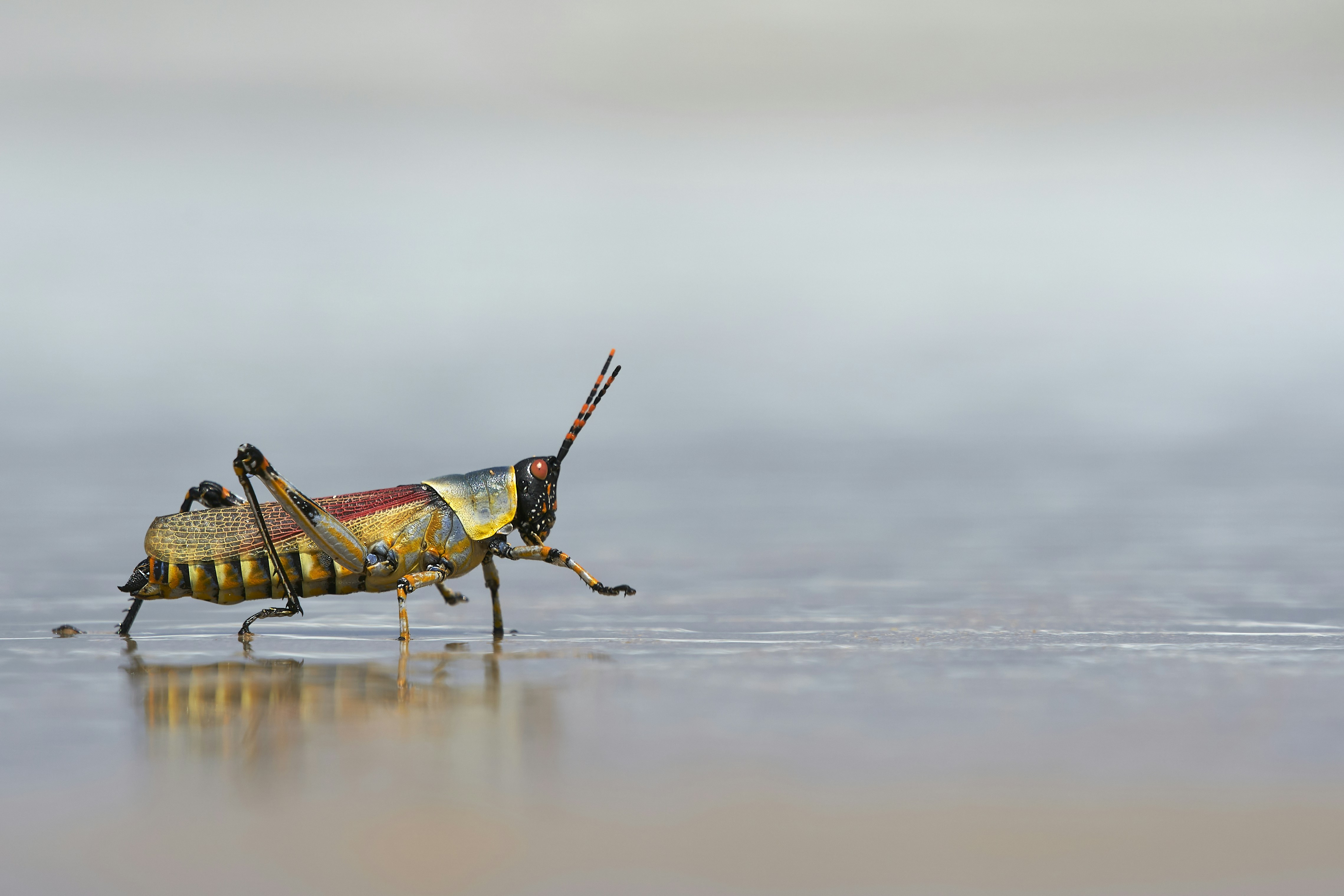 The Silent Strider: A Grasshopper's Journey
