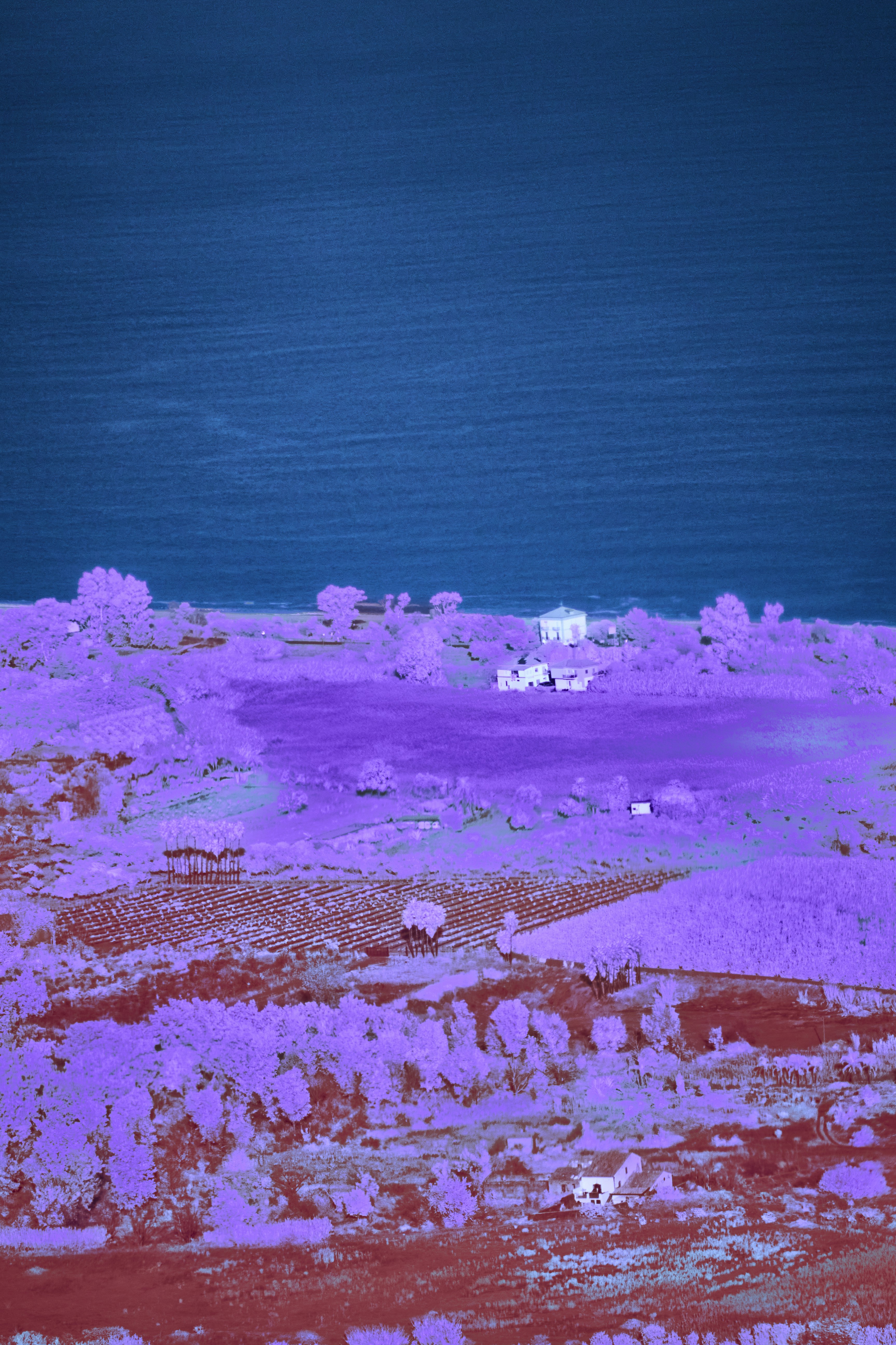 Vibrant purple landscape with a blue sky