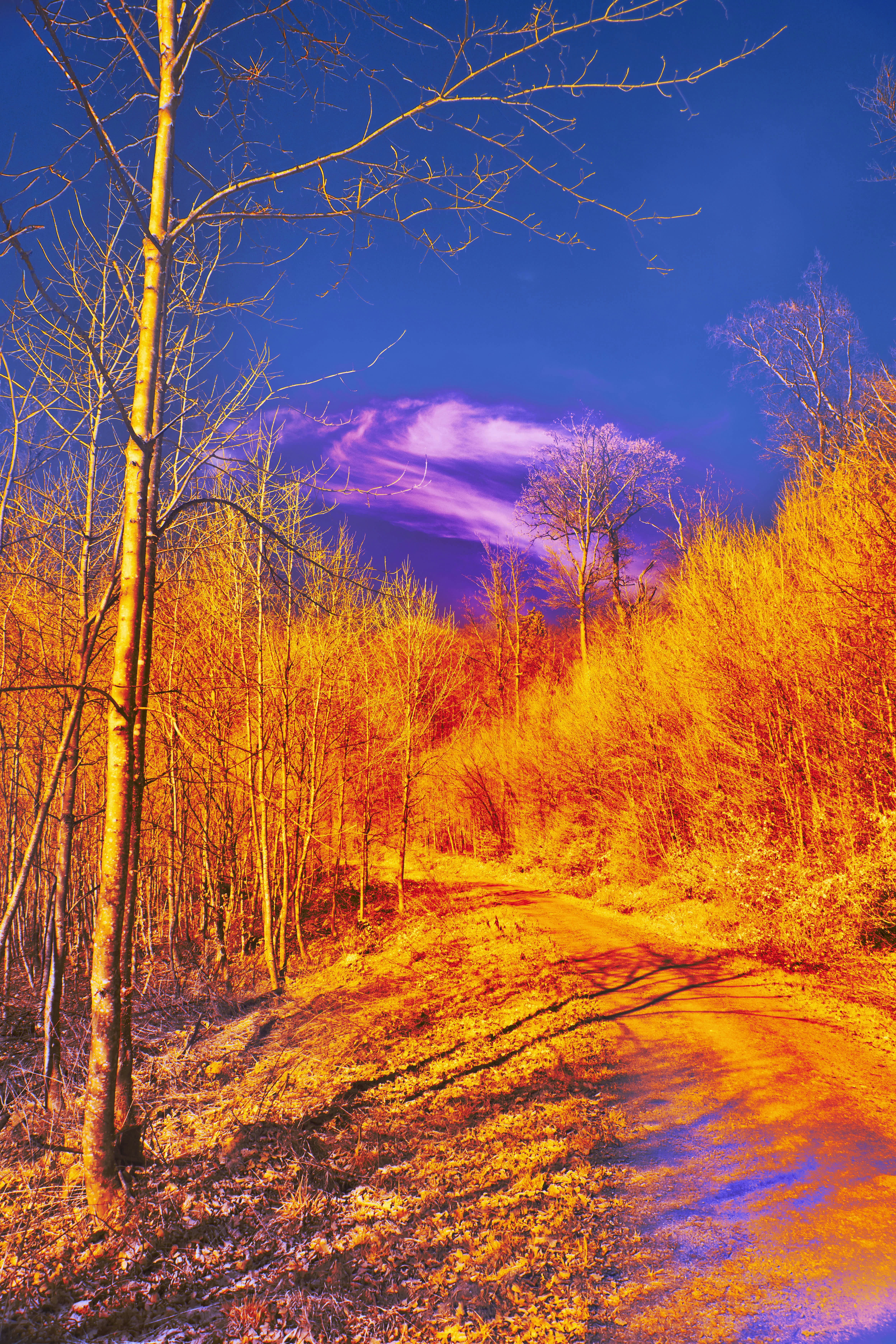 Ember Trail through a Violet Sky Forest